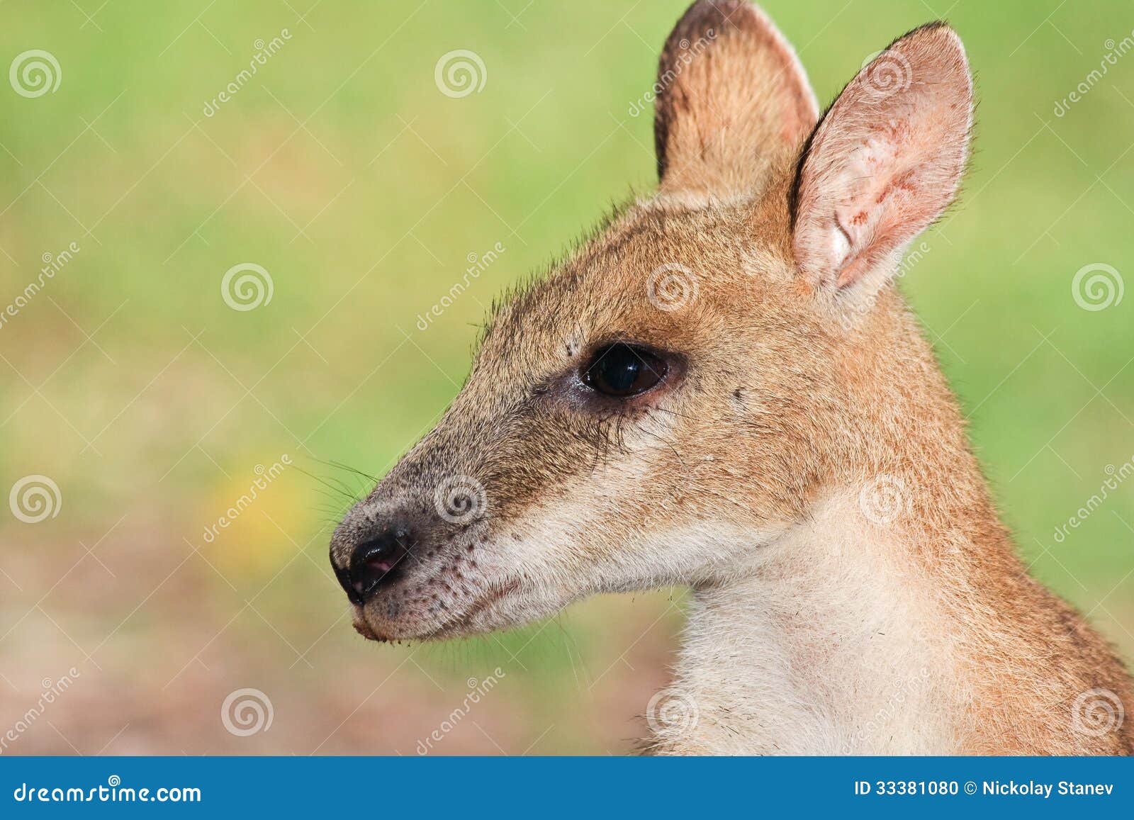 Wallaby stock photo. Image of australia, hungry, australian - 33381080