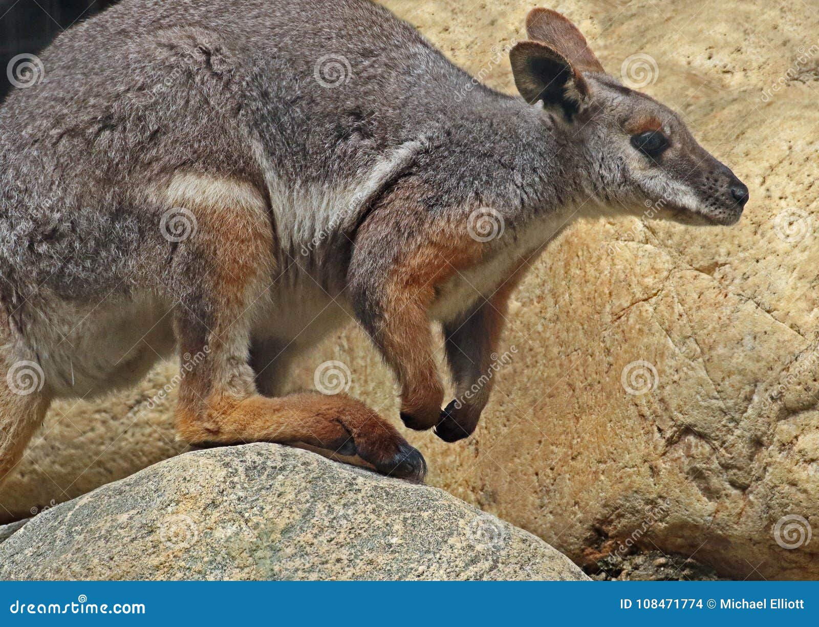 Wallaby stock photo. Image of profile, claws, rock, head - 108471774