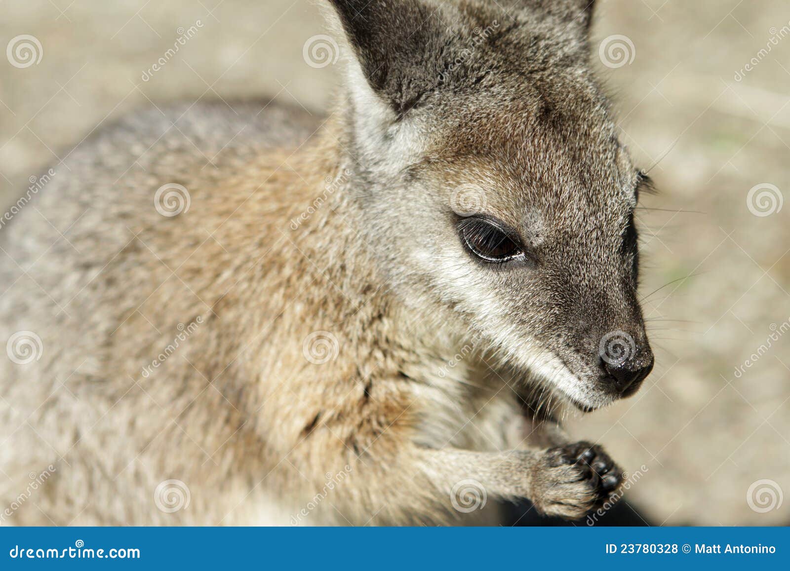 Wallaby closeup stock photo. Image of australia, nature - 23780328