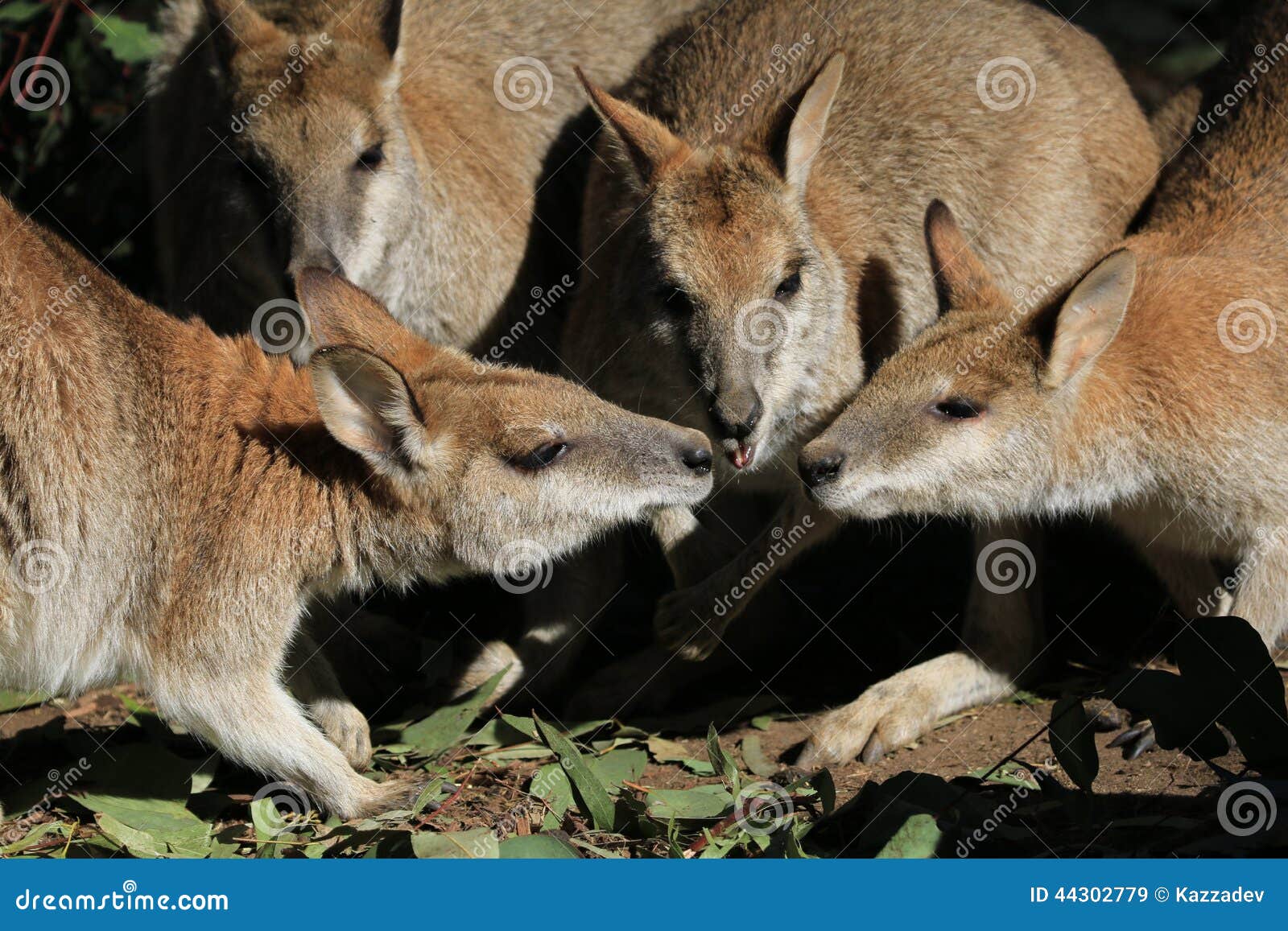 Wallaby Conference stock image. Image of wilderness, animals - 44302779