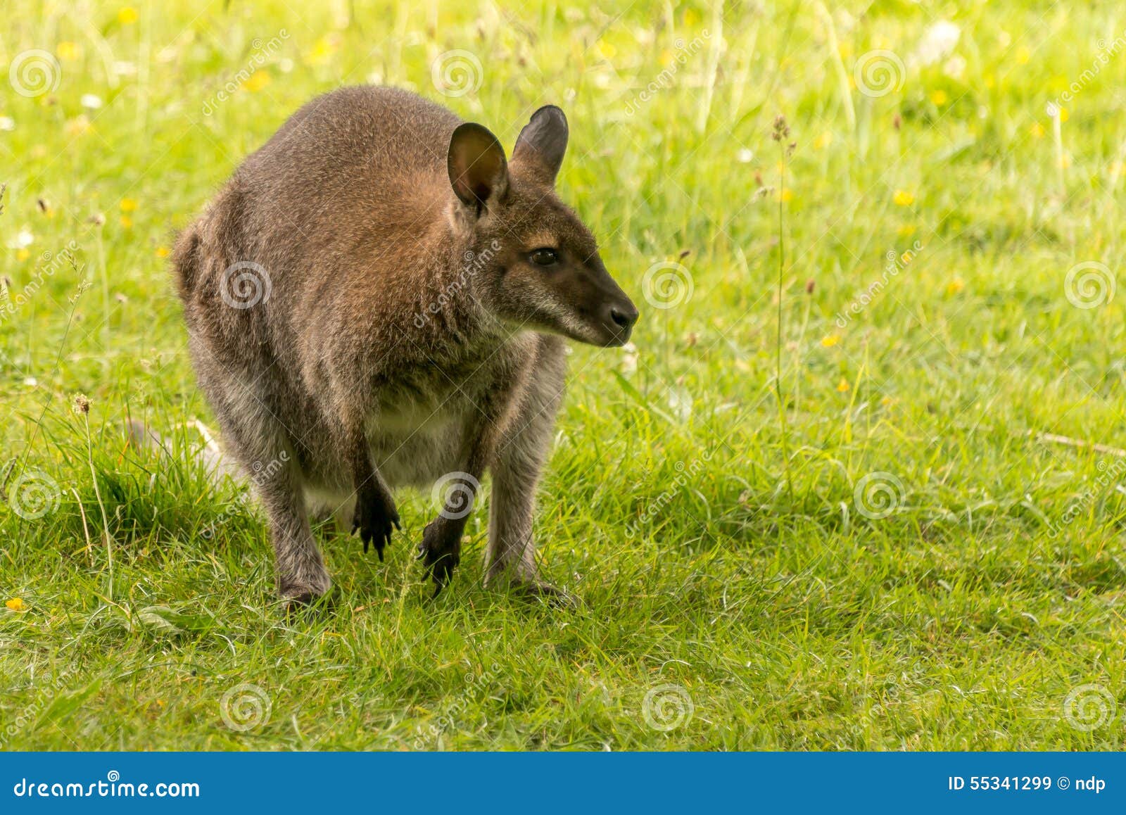 Wallaby Crouched on Back Legs in Field Stock Image - Image of animal ...