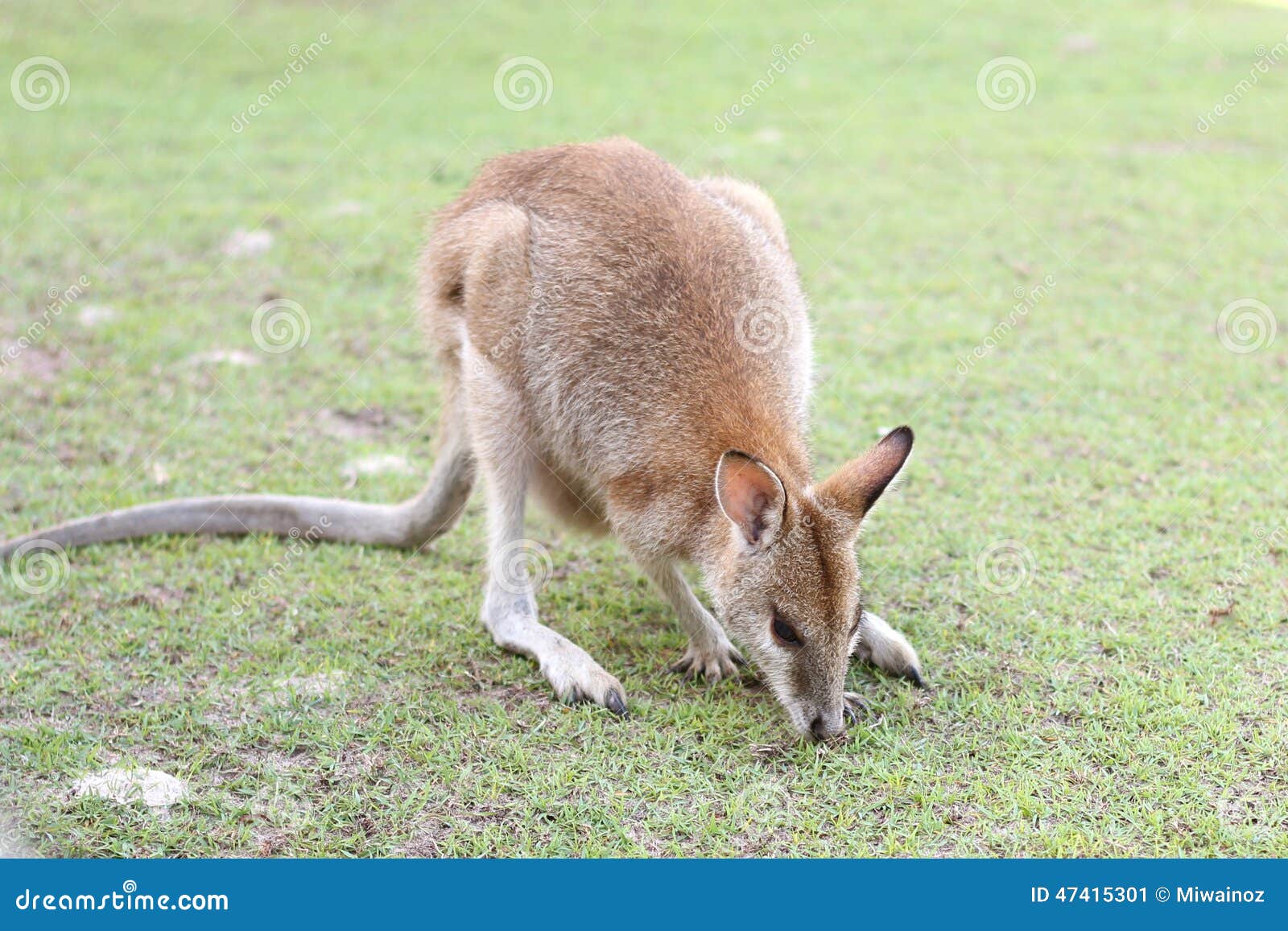 Wallaby stock image. Image of wallaby, nature, cute, kangaroo - 47415301