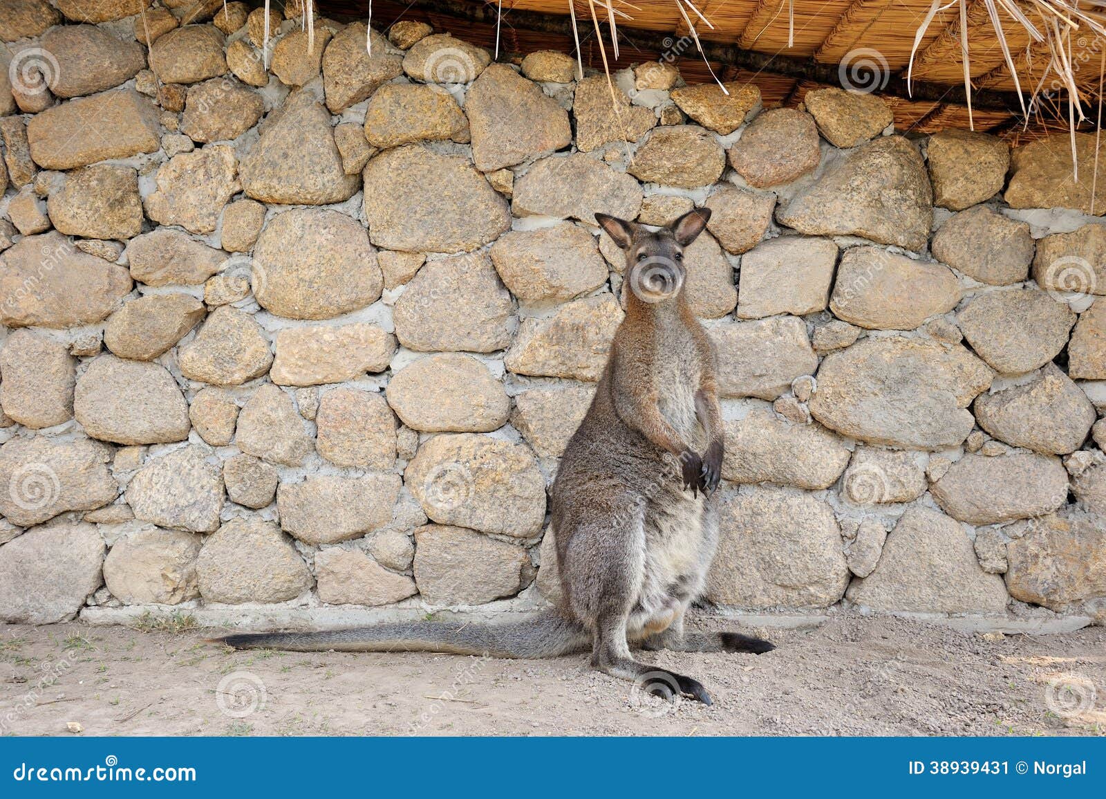 Wallaby stock image. Image of cute, wallaby, mammal, little - 38939431