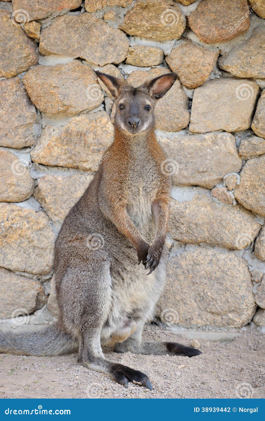 Wallaby stock photo. Image of mammal, furry, little, closeup - 38939442