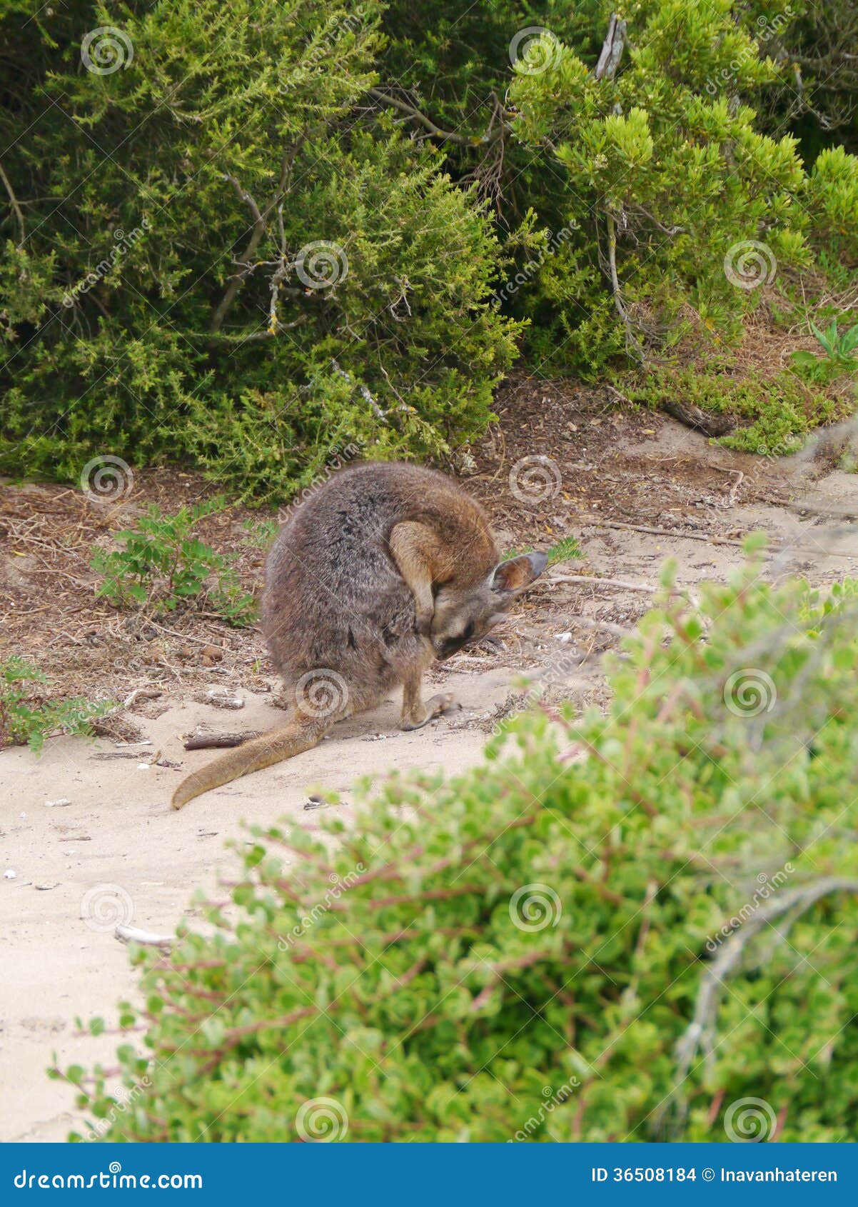 Wallaby stock photo. Image of emblem, symbol, national - 36508184
