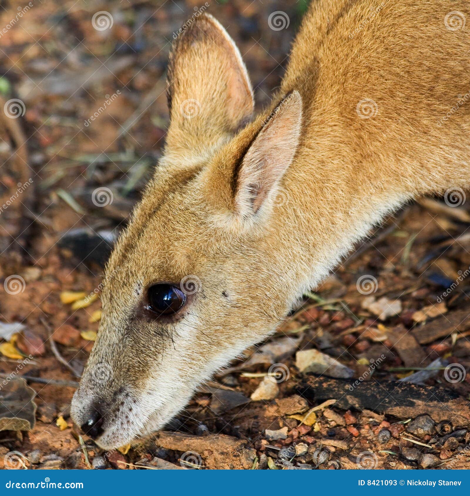 Wallaby Eating Corn Flakes stock image. Image of kakadu - 8421093