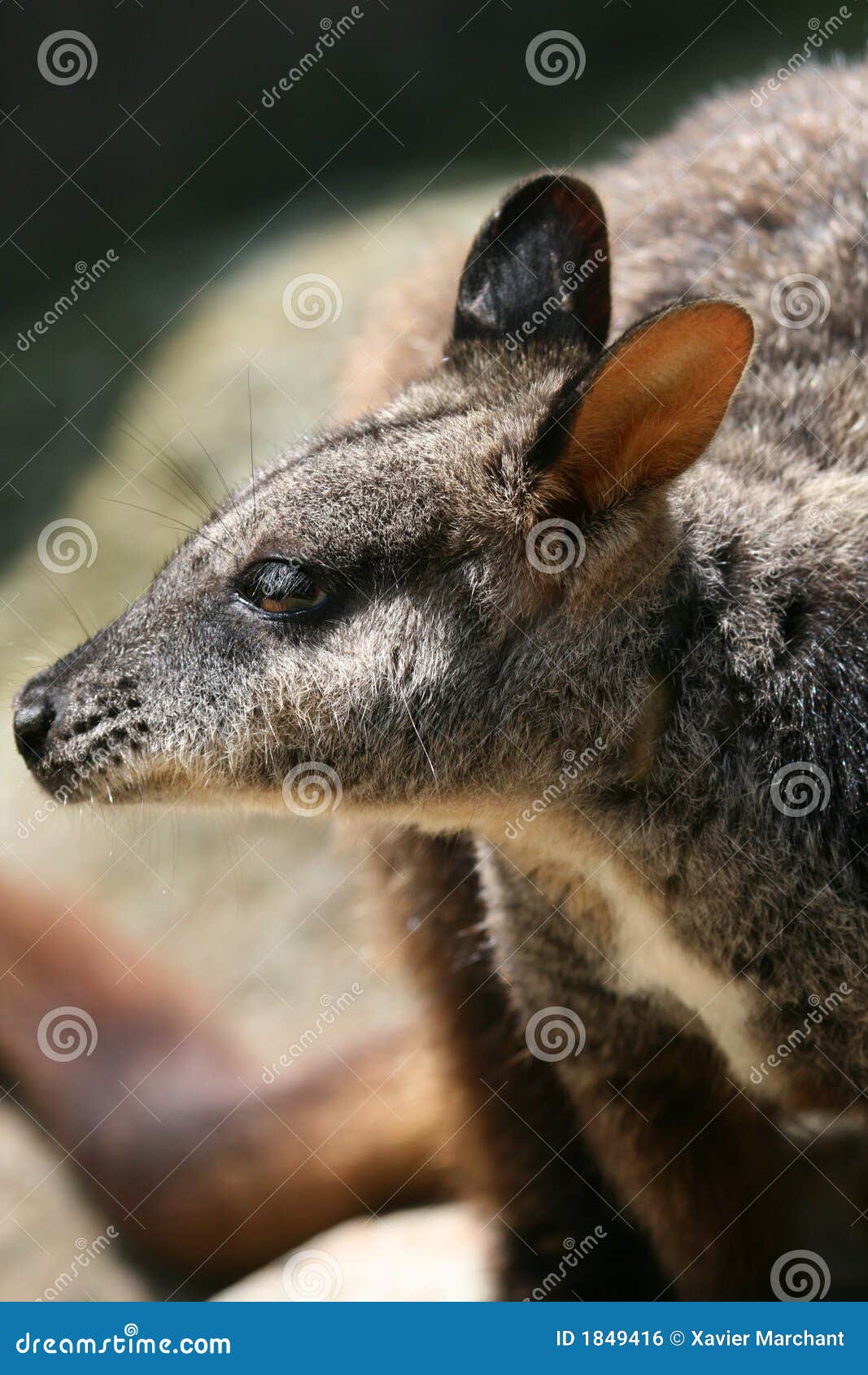 Wallaby face stock photo. Image of young, australia, female - 1849416
