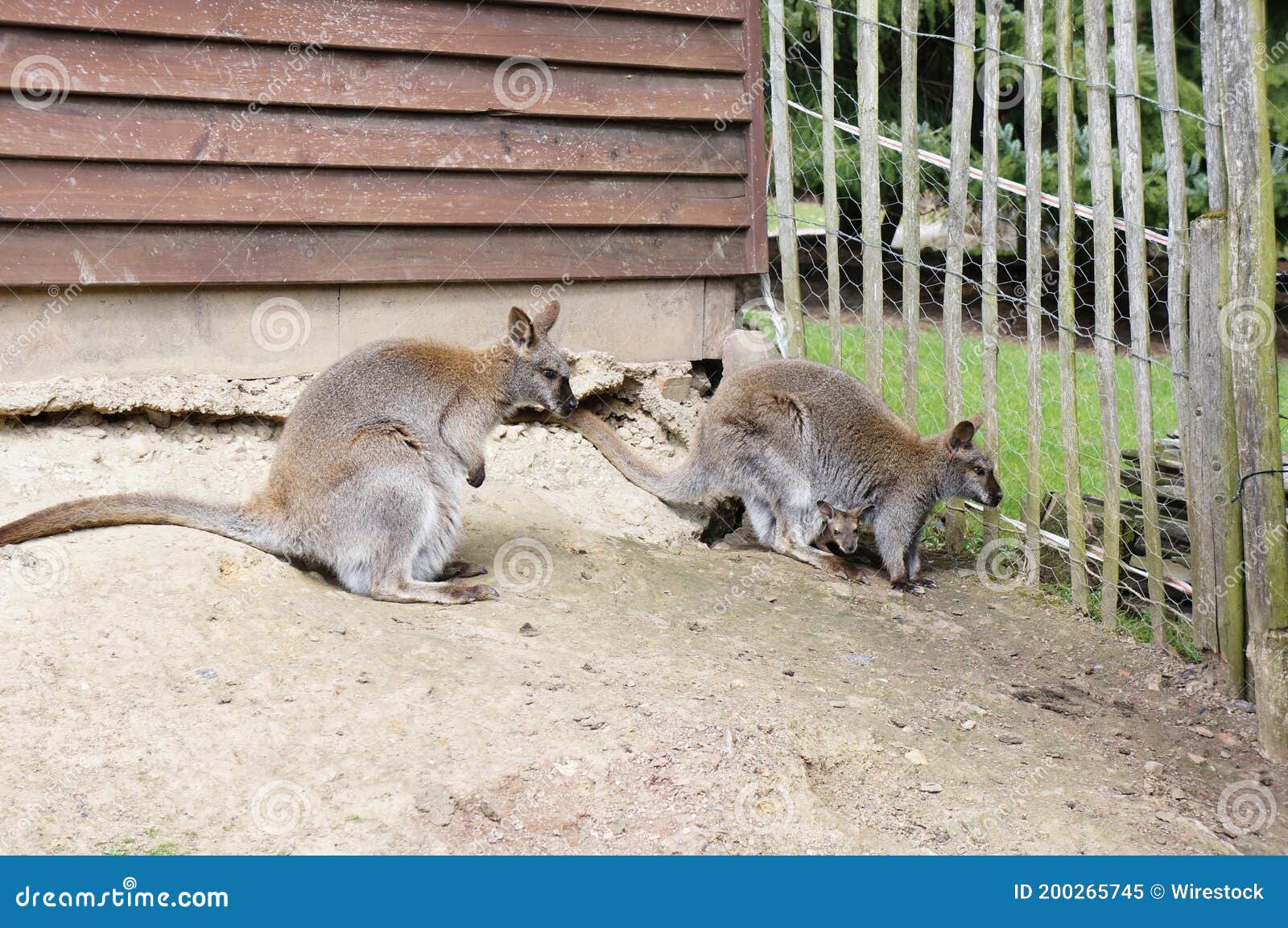 Wallaby Family in an Enclosure Stock Image - Image of mammal, enclosure ...