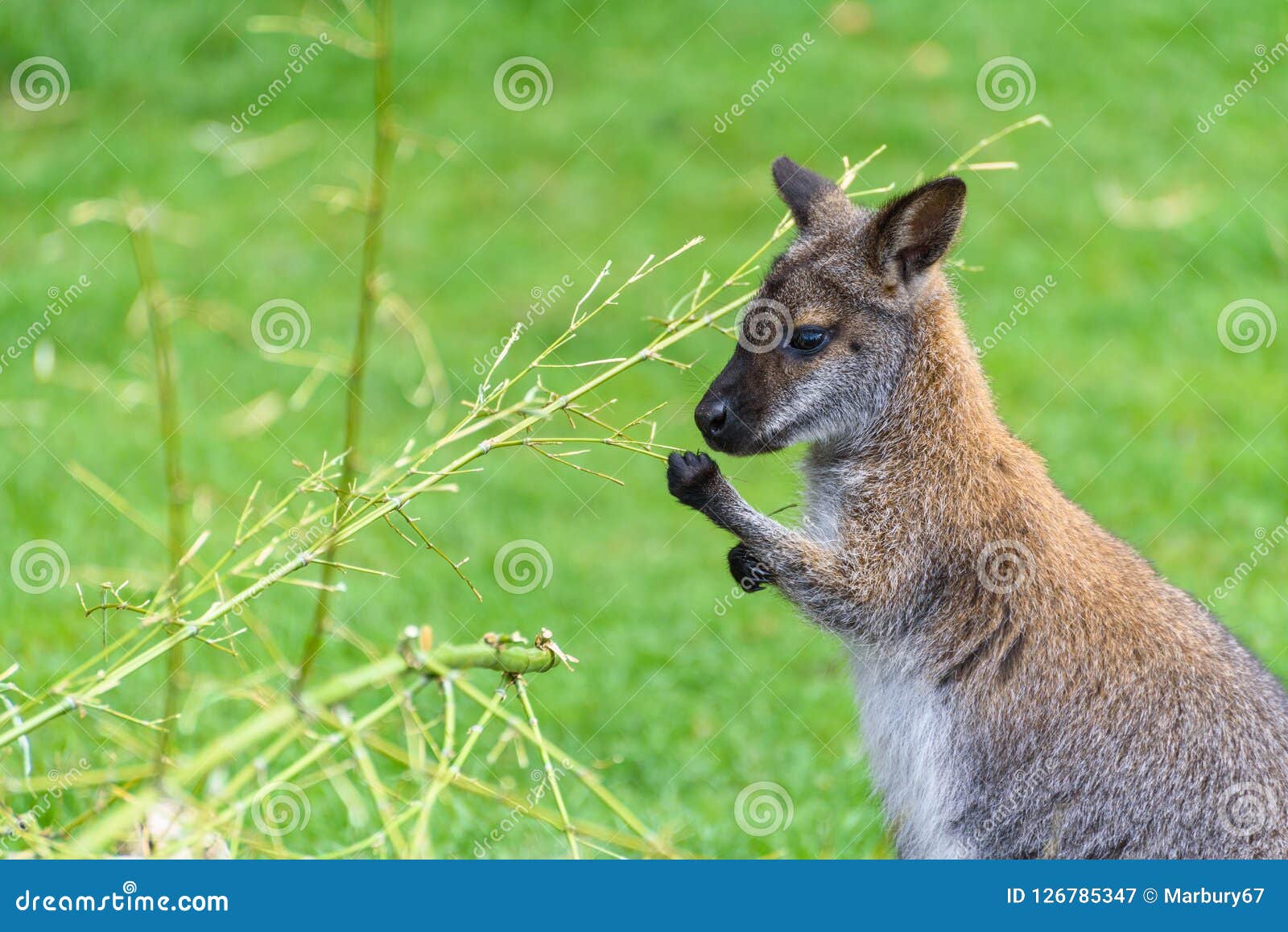 Wallaby Feeding Outdoors stock image. Image of grass - 126785347