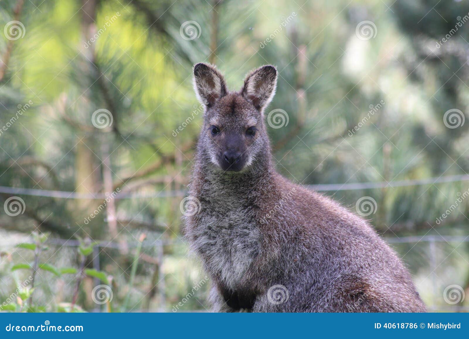 Wallaby stock photo. Image of joey, boince, paws, marsupial - 40618786