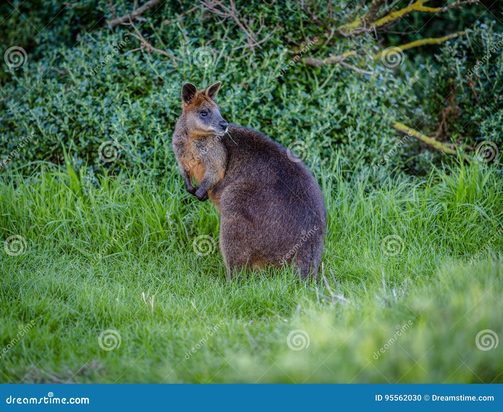 A Wallaby in the Grass Looking Backwards Stock Photo - Image of golden ...
