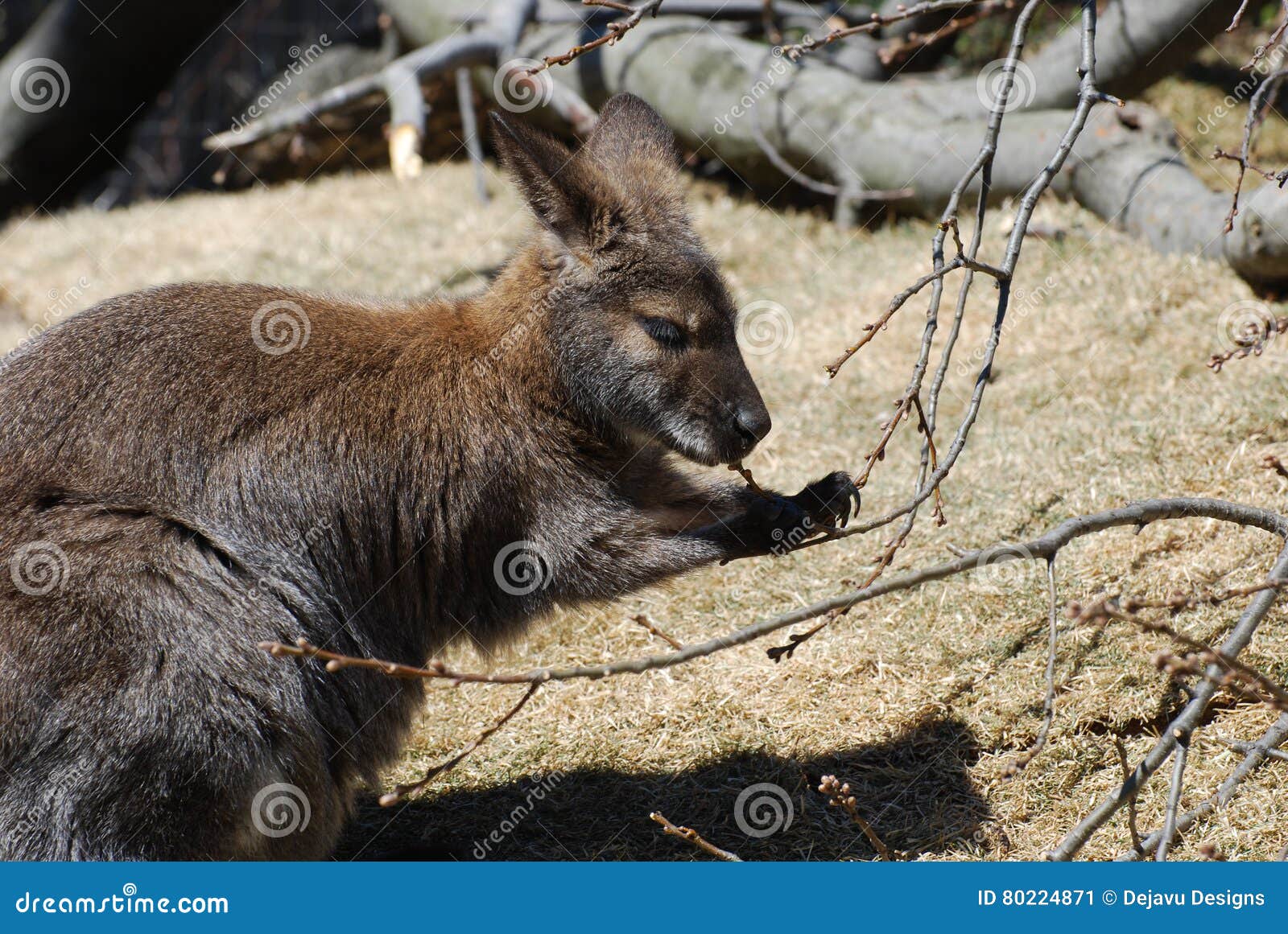 Wallaby Having a Snack stock image. Image of joey, wildlife - 80224871