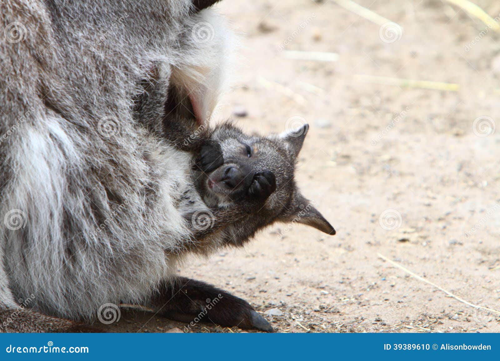 Wallaby joey stock photo. Image of young, pouch, wallaby - 39389610