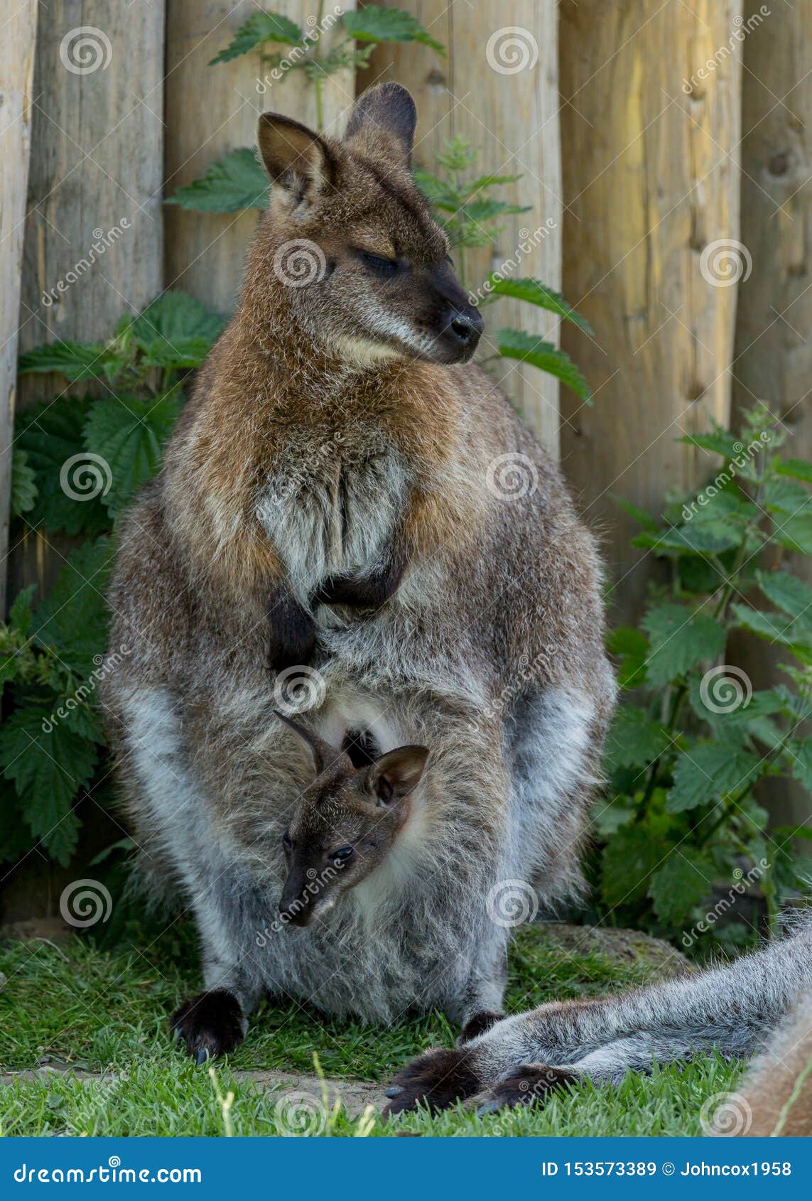 Wallaby with Joey in Pouch. Stock Image - Image of baby, captivity ...
