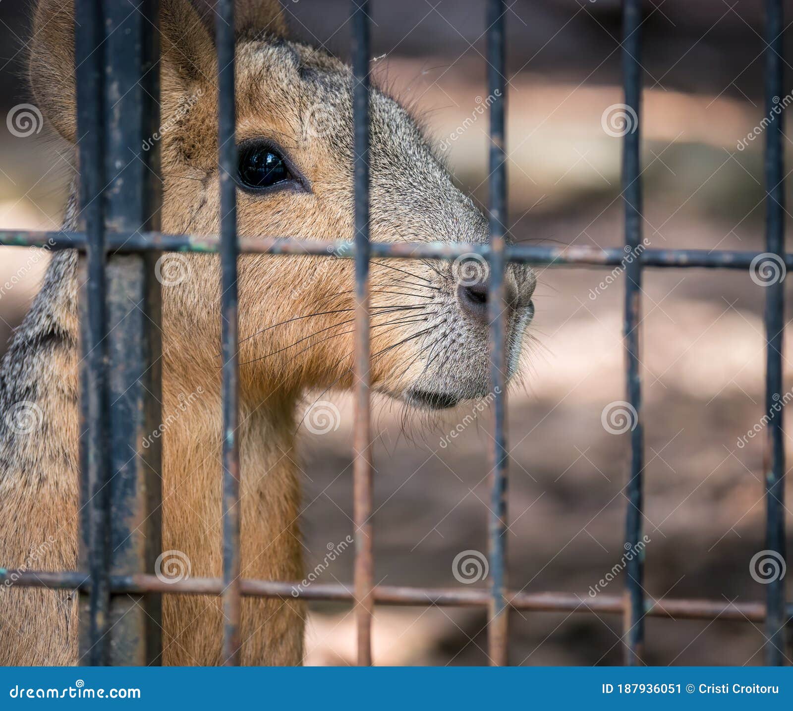 A Wallaby Macropus Eugenii with Sad Eyes Behind Afence at the Zoo Stock ...