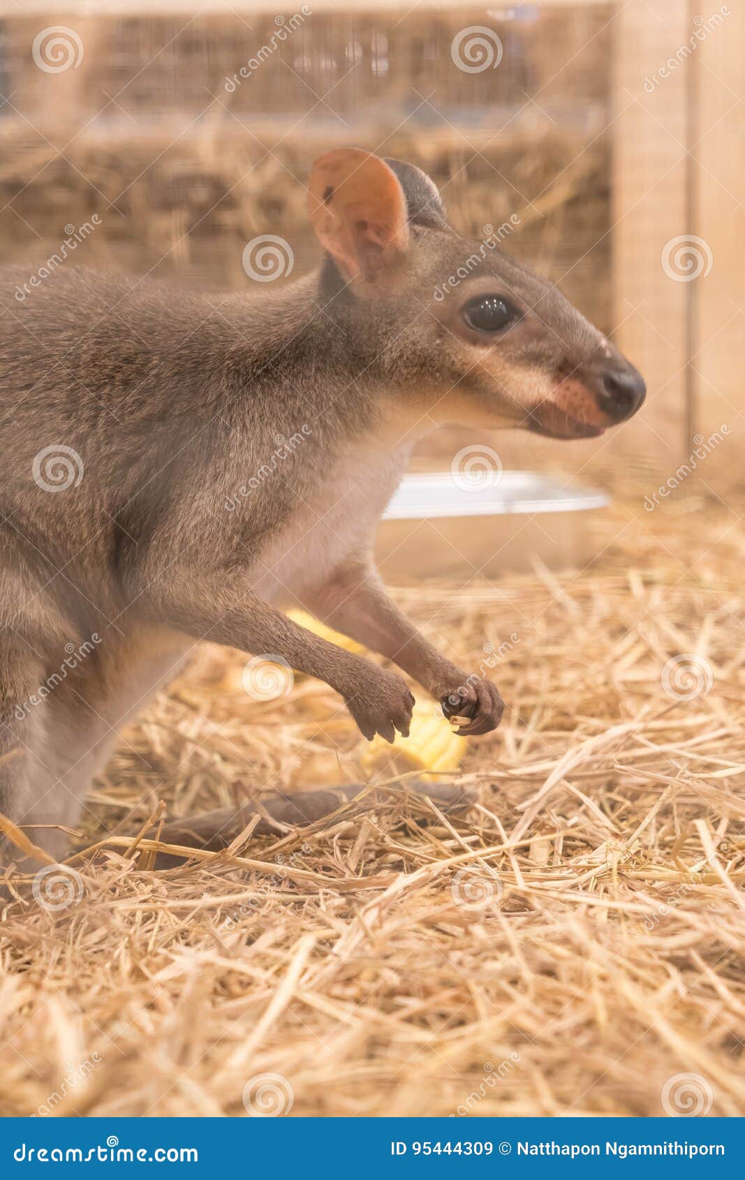 Wallaby or Mini Kangaroo stock image. Image of wild, australia - 95444309