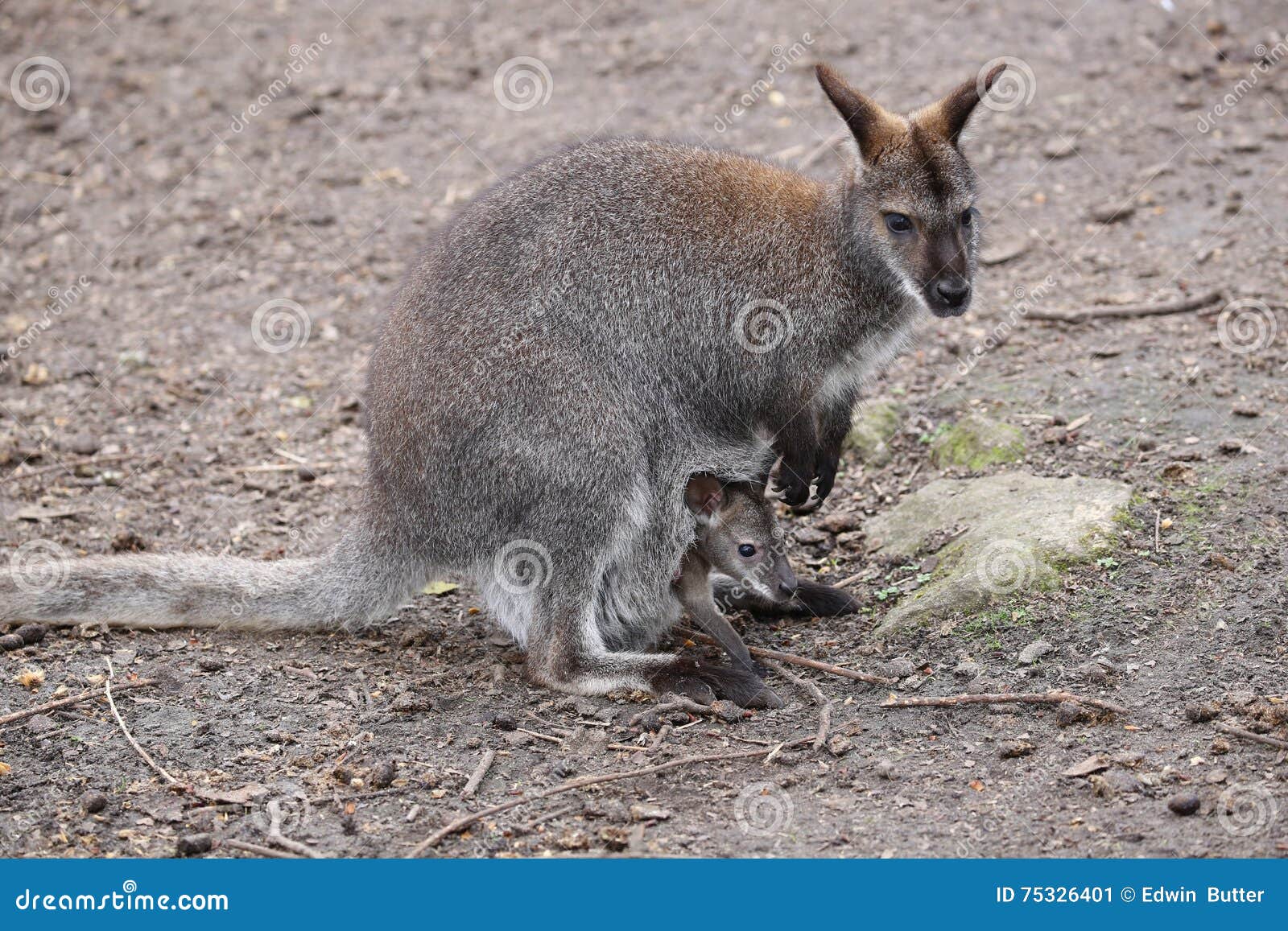 Wallaby mother with baby stock image. Image of young - 75326401