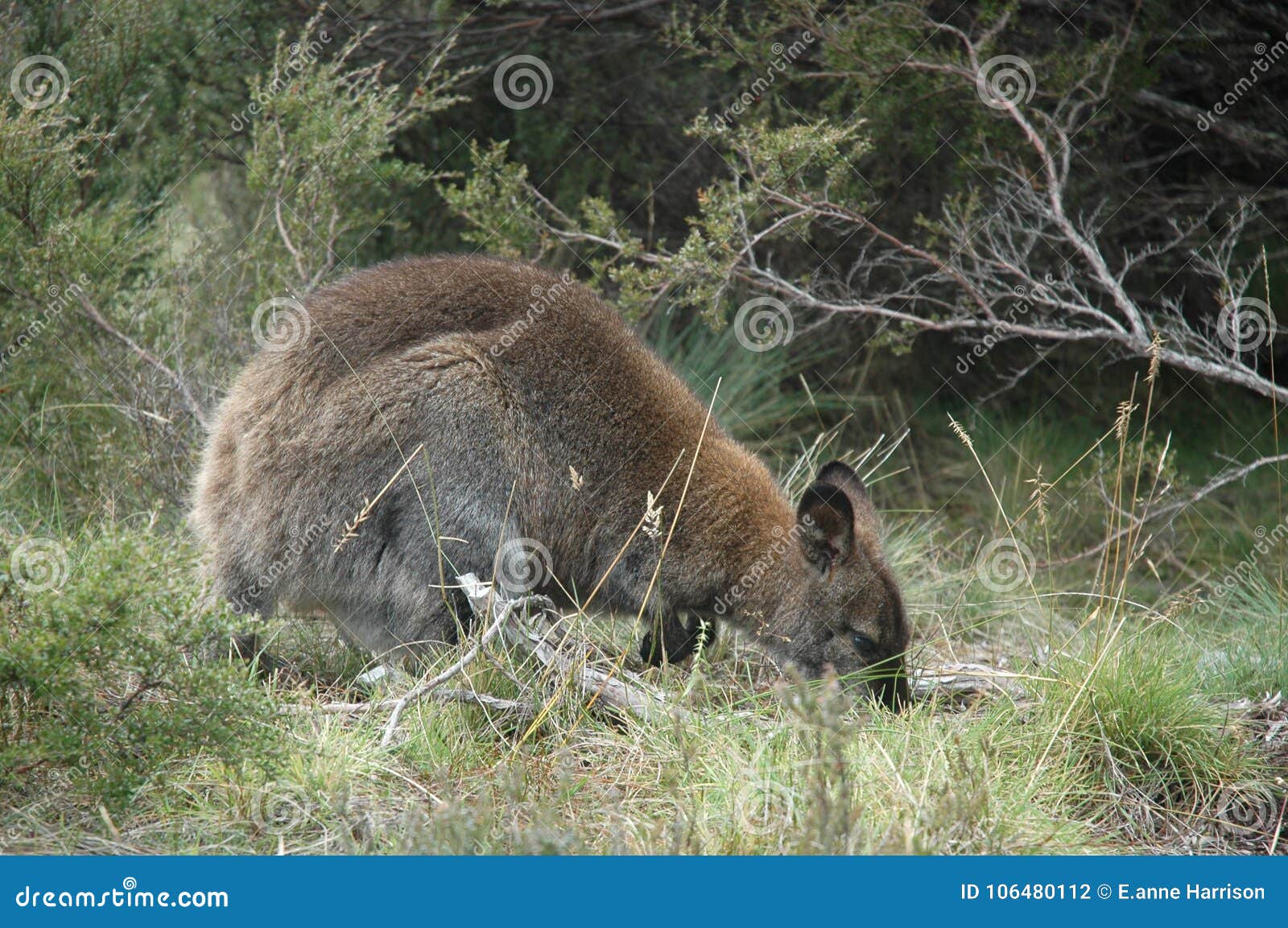 A Wallaby Nibbling at Some Grass in a Forest Clearing. Stock Photo ...