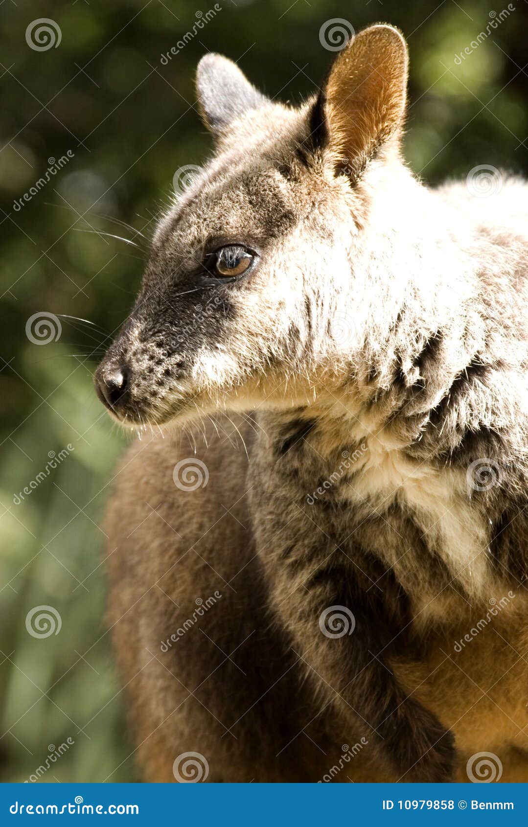 Wallaby portrait stock photo. Image of wales, portrait - 10979858
