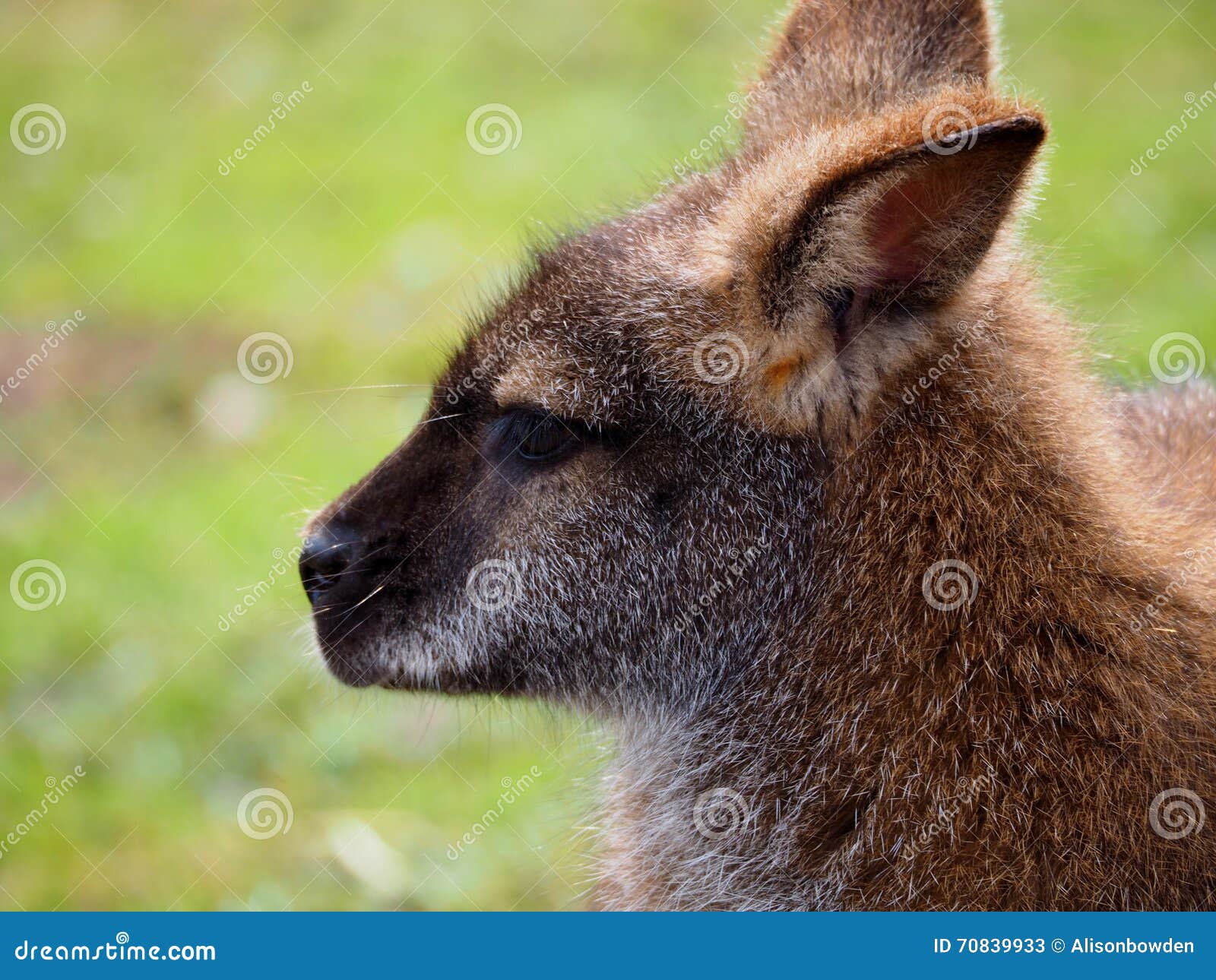 Wallaby stock image. Image of macropod, whiskers, wallaby - 70839933