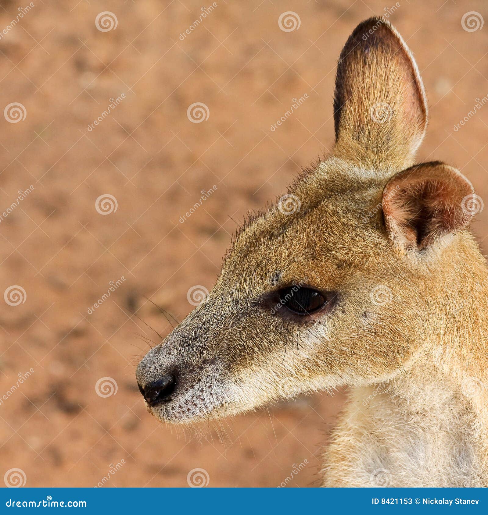 Wallaby Portrait stock image. Image of sweet, park, fauna - 8421153