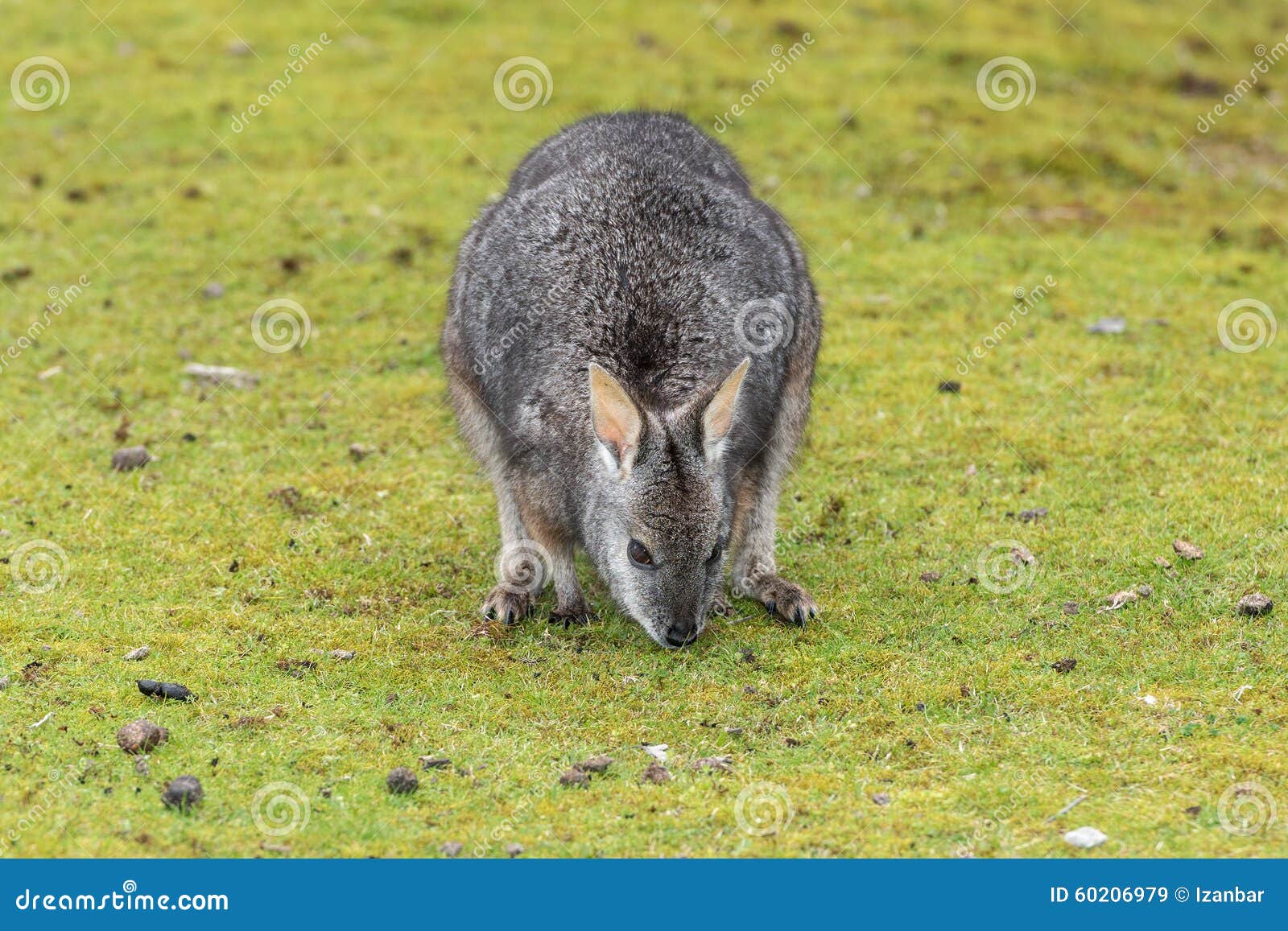 Wallaby Portrait on Green Grass Background Stock Image - Image of ...