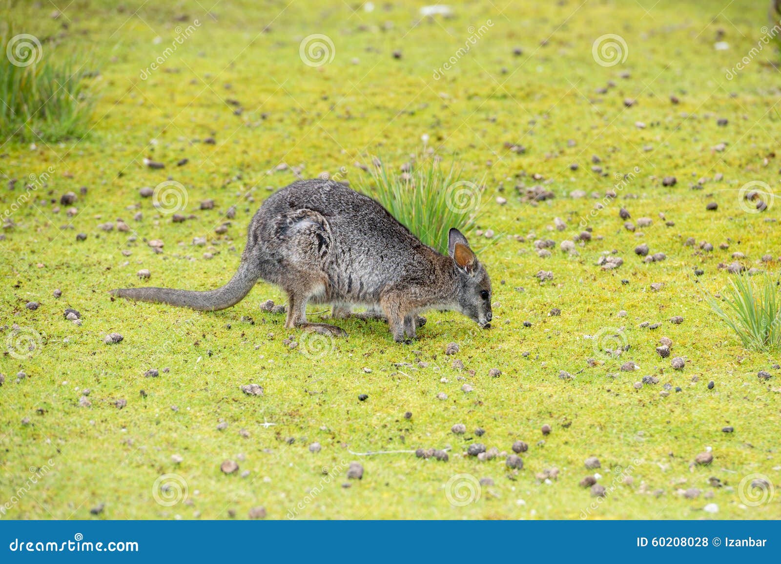 Wallaby Portrait on Green Grass Background Stock Photo - Image of ...