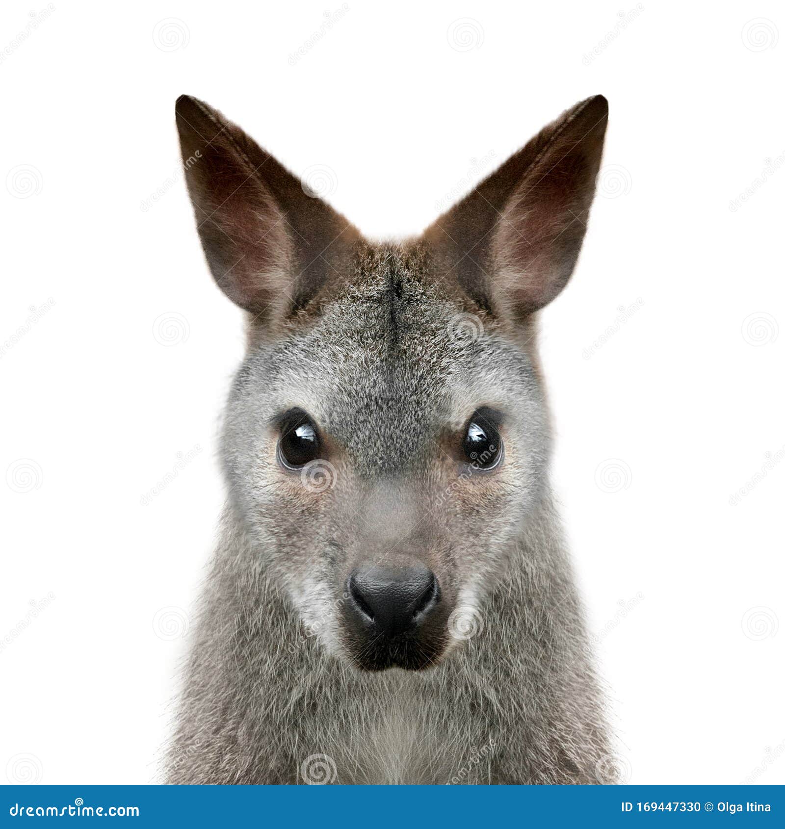 Wallaby Portrait Isolated on White Background Stock Photo - Image of ...
