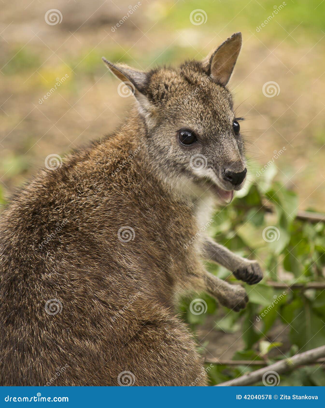 Wallaby stock photo. Image of small, closeup, furry, nature - 42040578