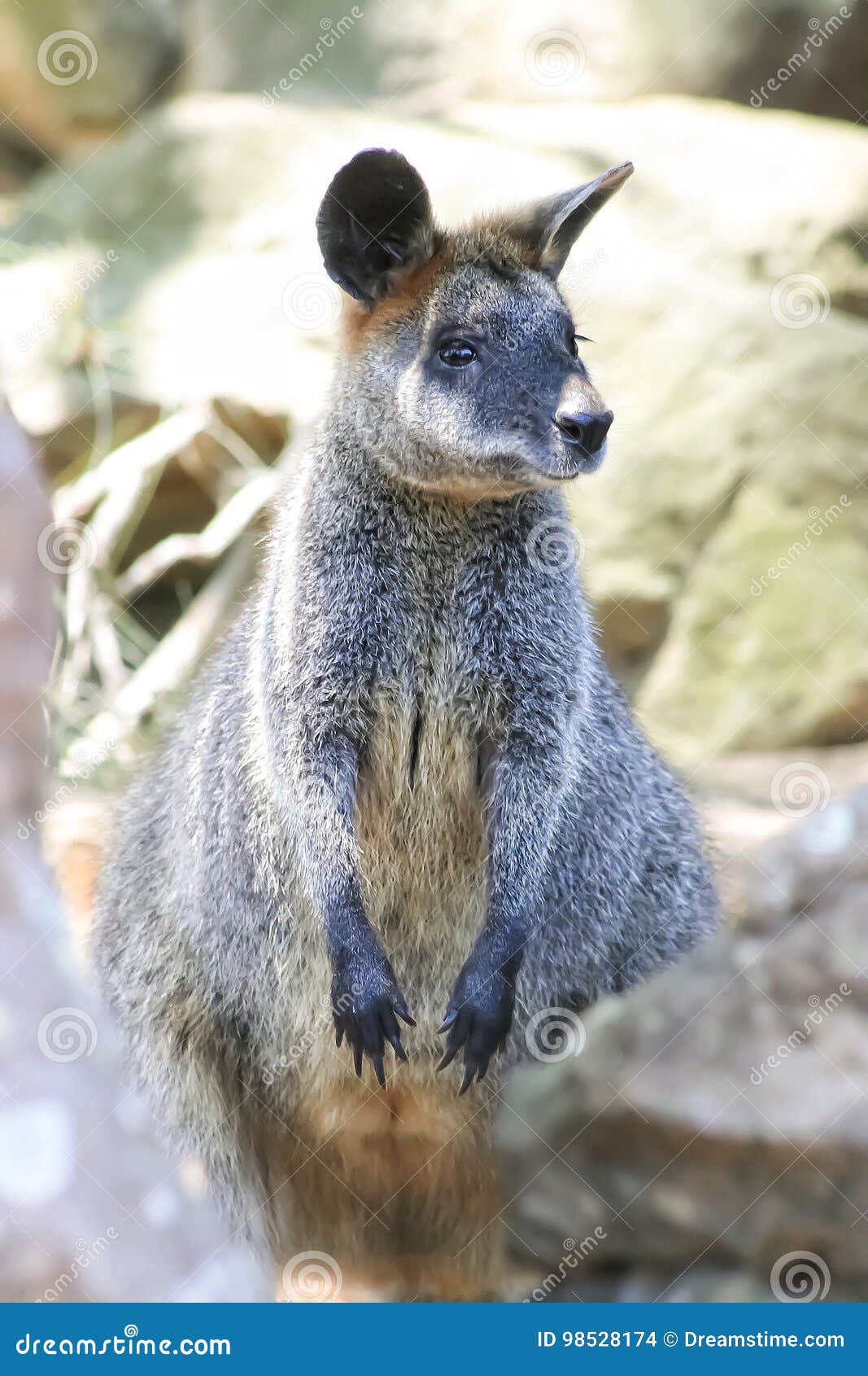 Wallaby stock photo. Image of cute, face, photograph - 98528174