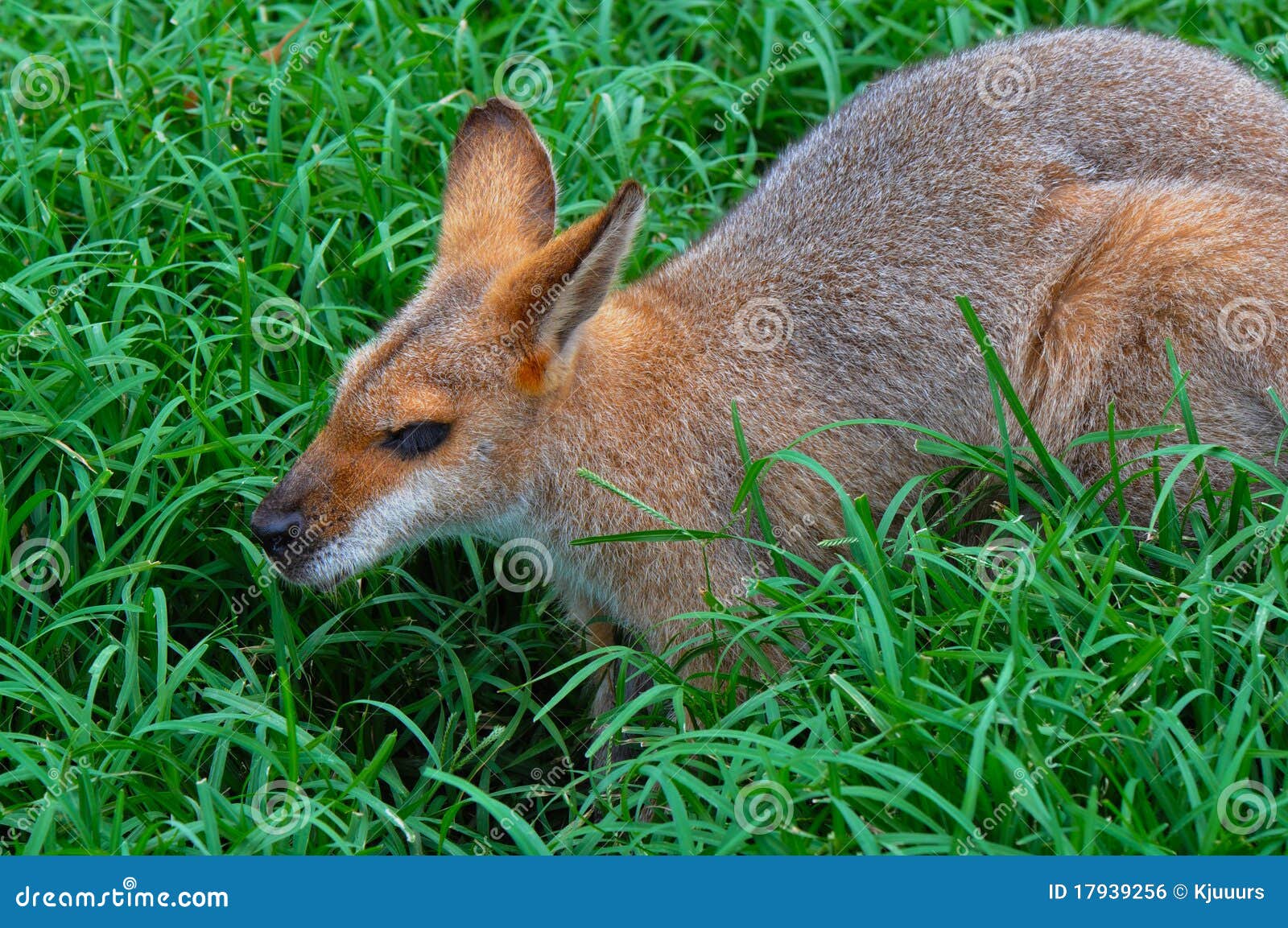 Wallaby- Profile of a Whiptail Wallaby Stock Photo - Image of wild ...