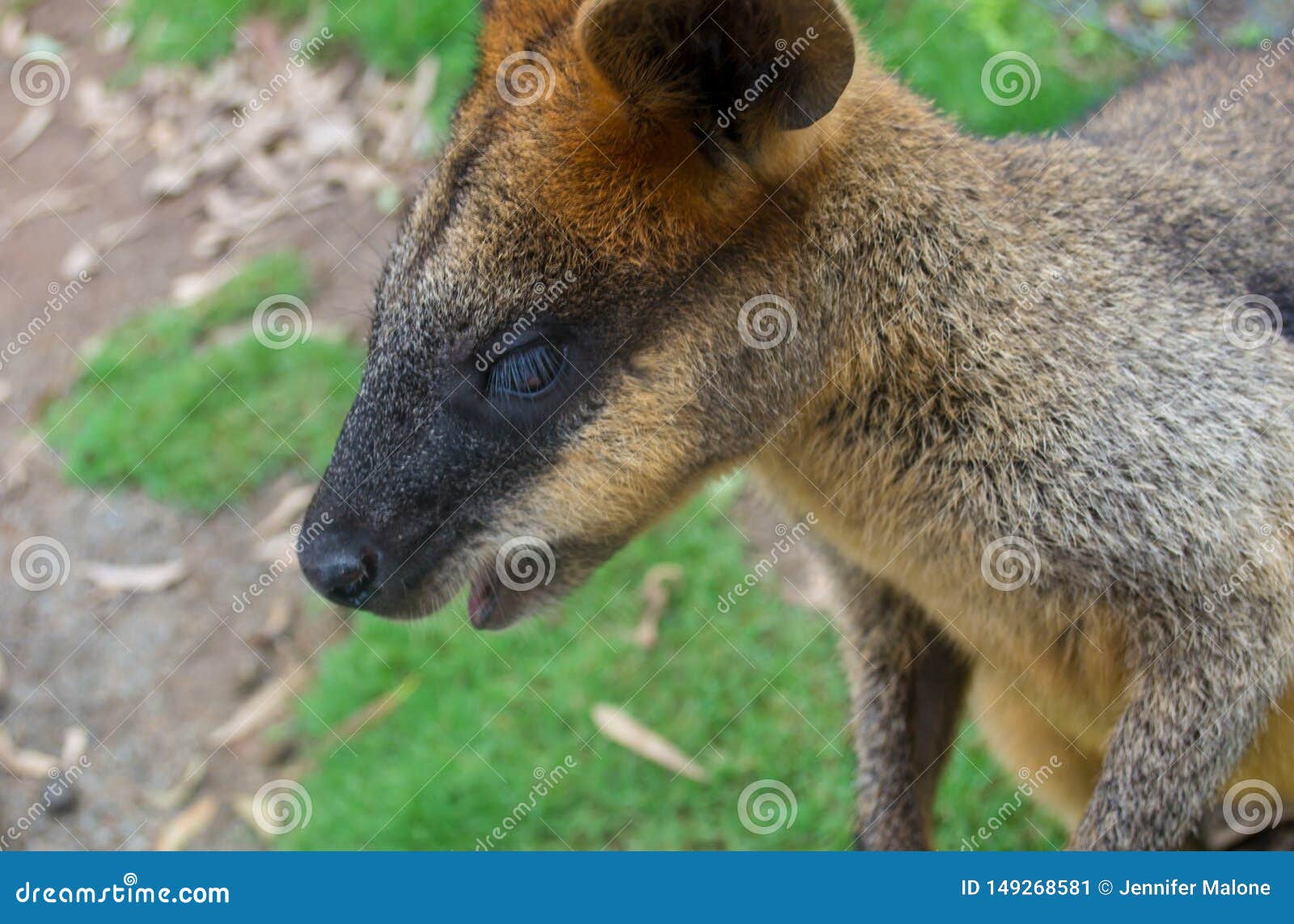 Wallaby Face Stock Photos - Download 887 Royalty Free Photos