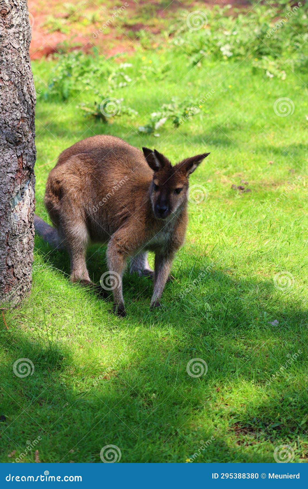 A Wallaby is a Small or Middle-sized Macropod Native To Australia Stock ...