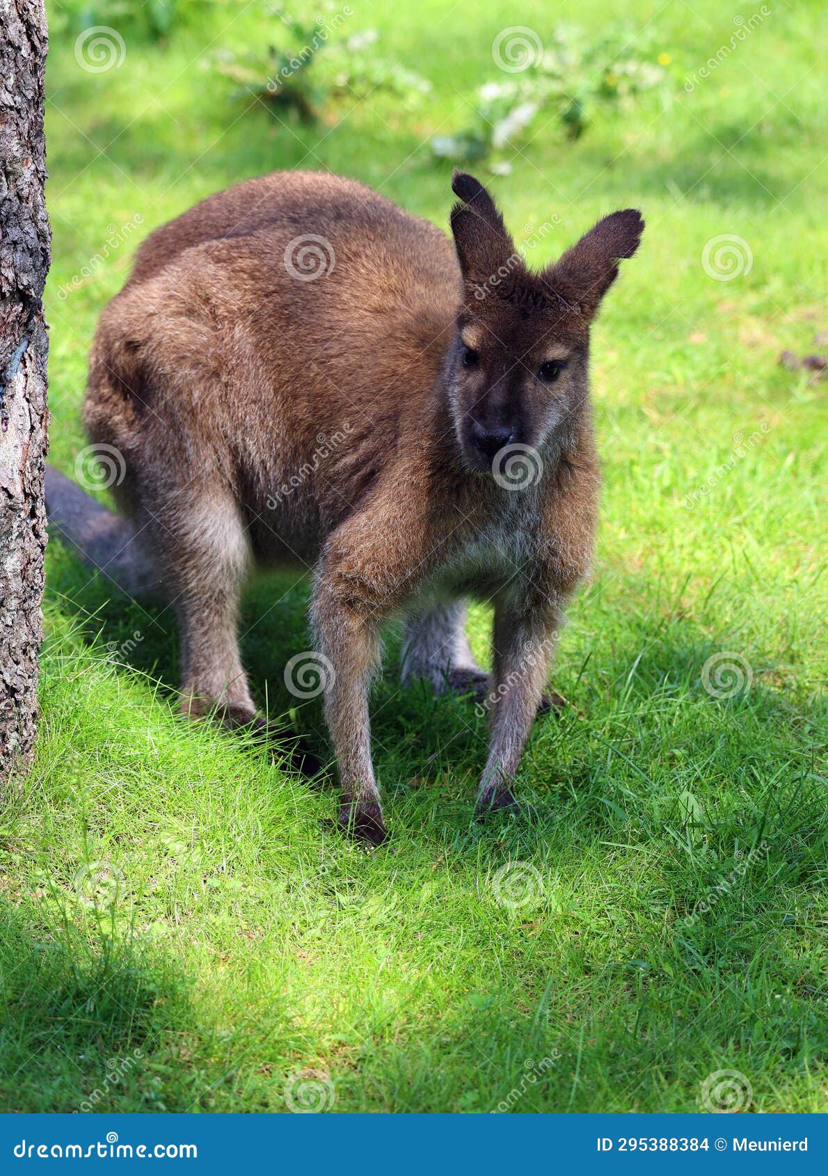 A Wallaby is a Small or Middle-sized Macropod Native To Australia Stock ...