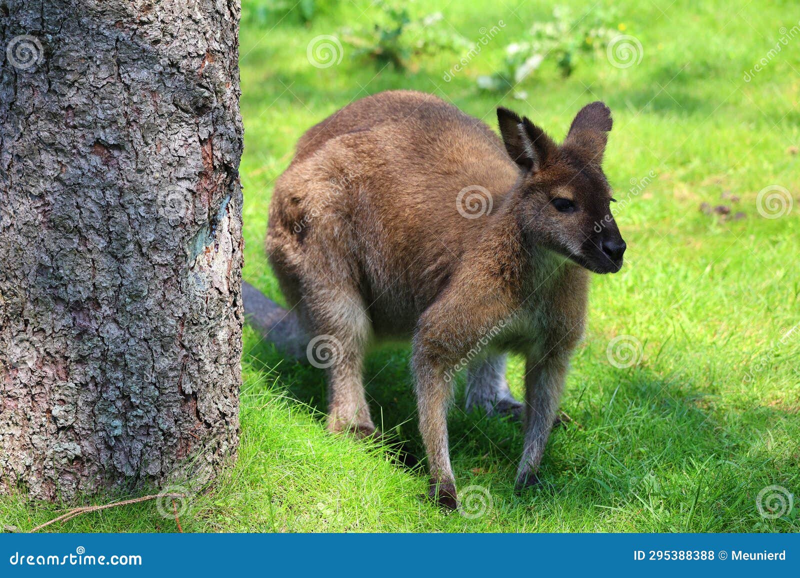 A Wallaby is a Small or Middle-sized Macropod Native To Australia Stock ...