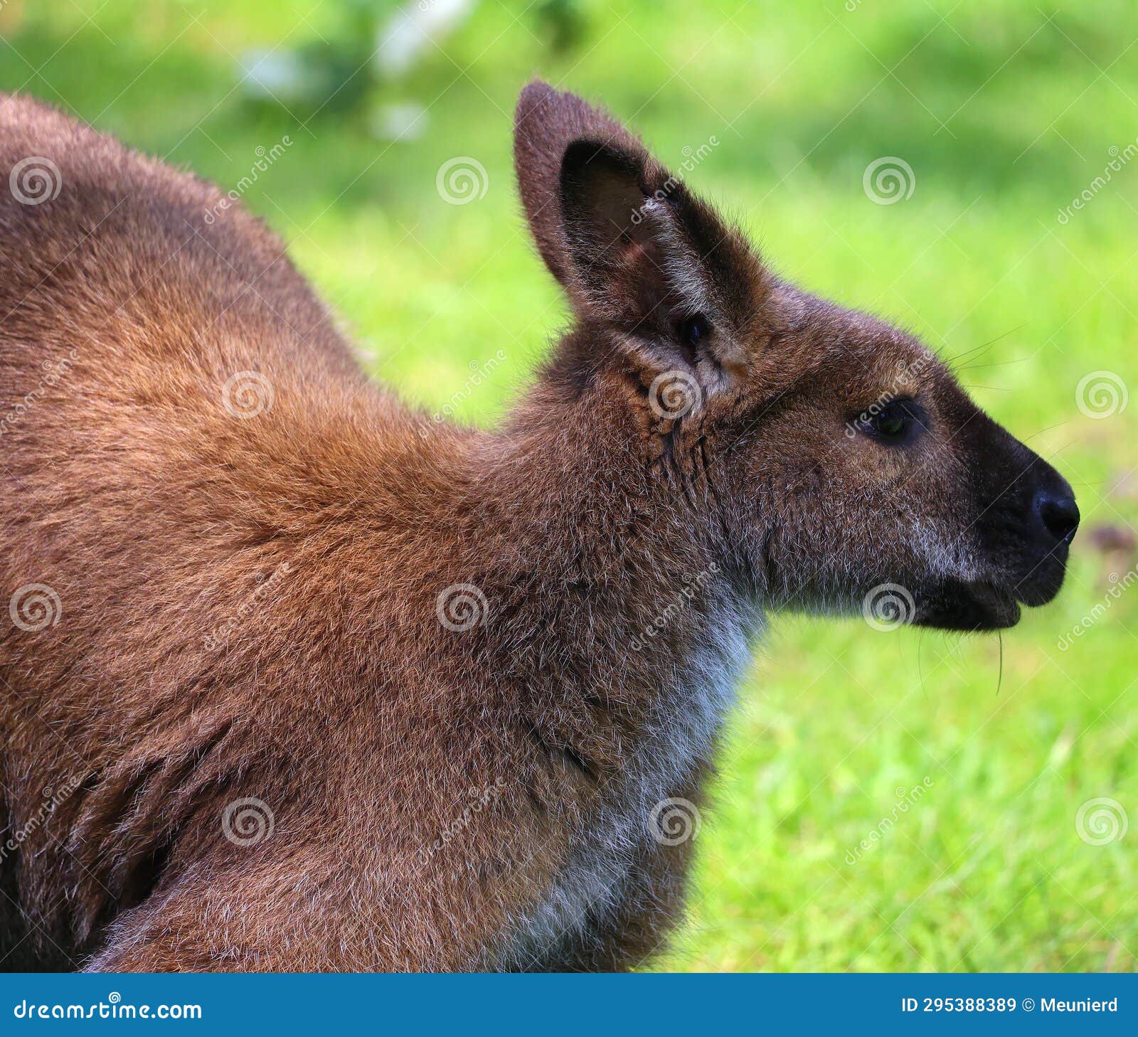 A Wallaby is a Small or Middle-sized Macropod Native To Australia Stock ...