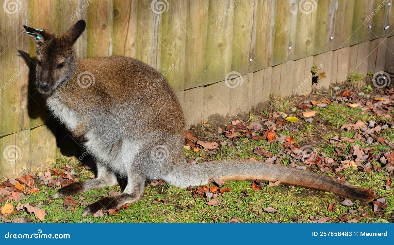 A Wallaby is a Small or Middle-sized Macropod Stock Image - Image of ...