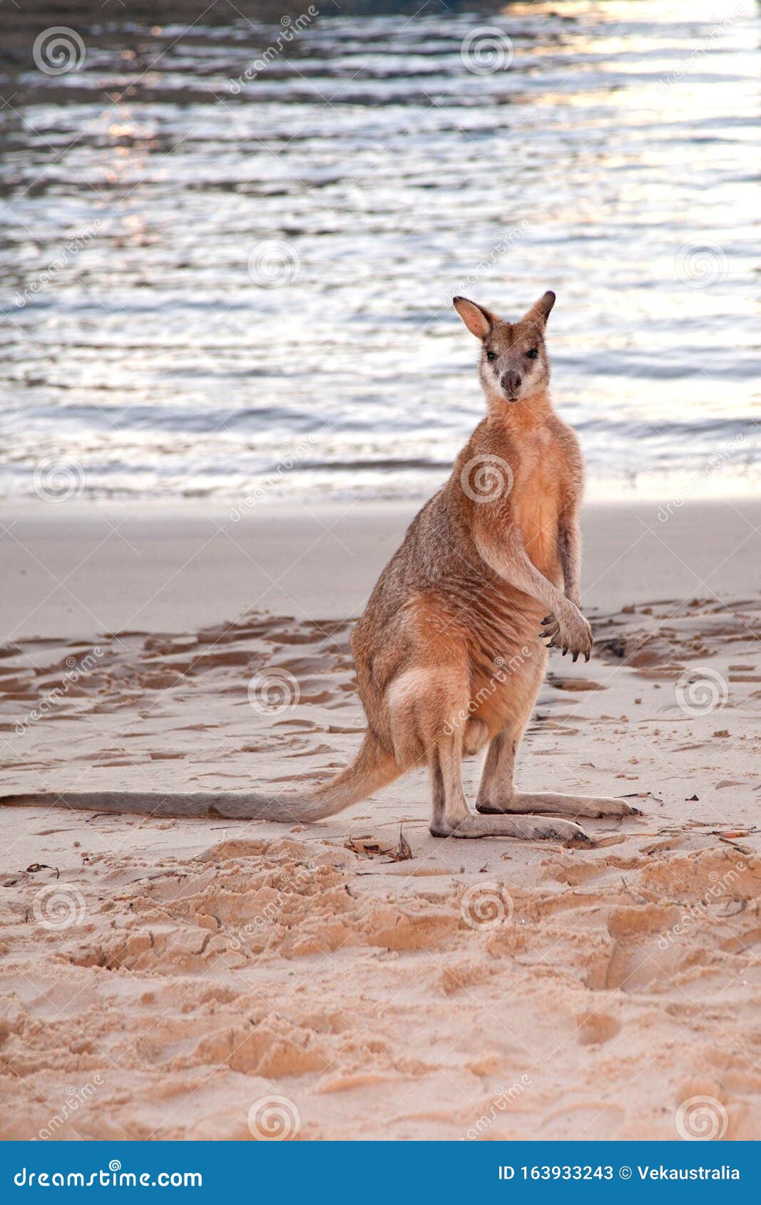 Wallaby Standing on a Sandy Beach Stock Image - Image of fauna, beach ...