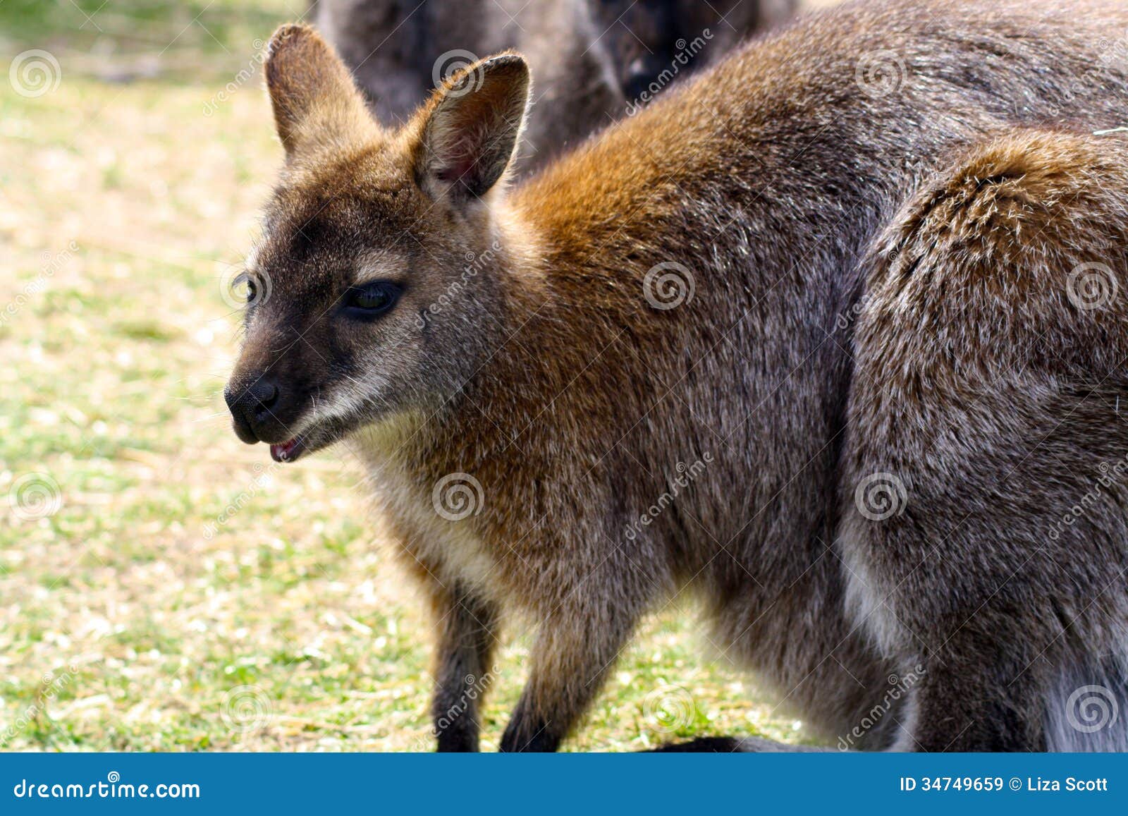 Wallaby stock image. Image of grass, endangered, nature - 34749659