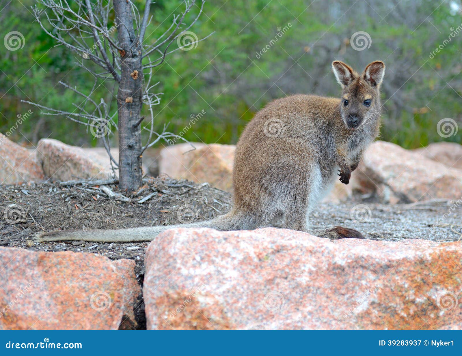 Wallaby in Tasmania, Australia Stock Image - Image of rare, quoll: 39283937