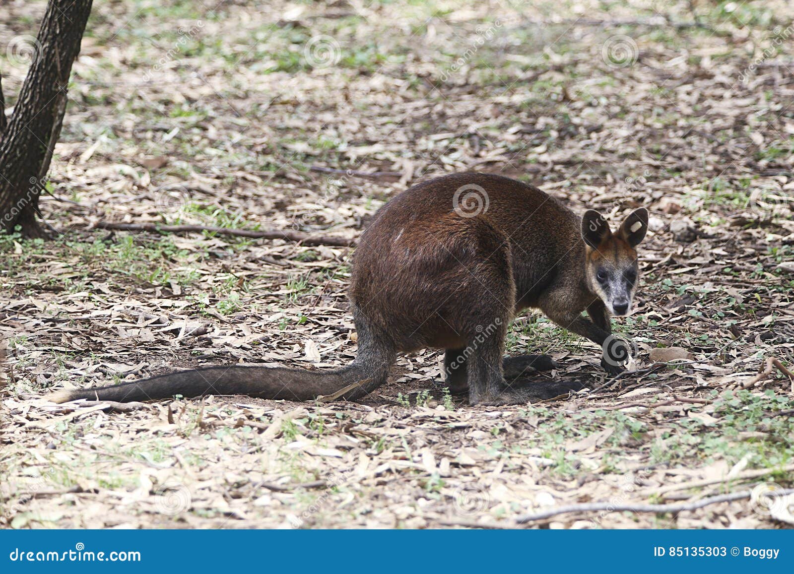 Wallaby stock image. Image of wild, herbivore, australian - 85135303