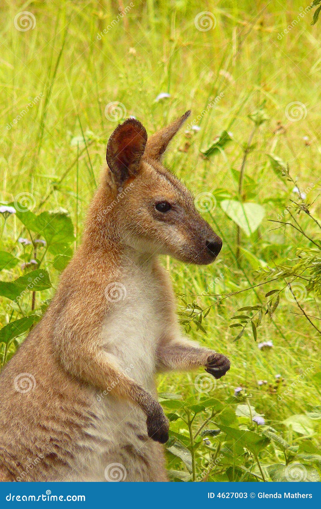 Wallaby in the wild stock image. Image of australian, bush - 4627003