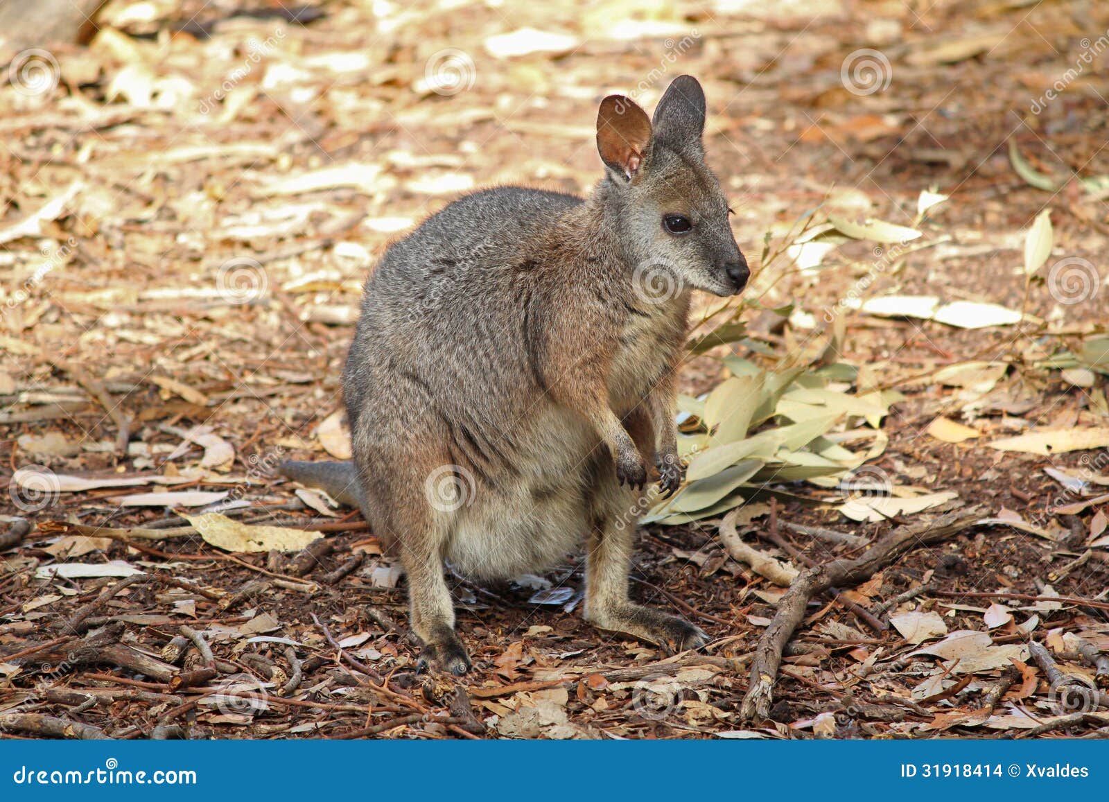 Wallaby stock photo. Image of leafs, mammal, outdoors - 31918414