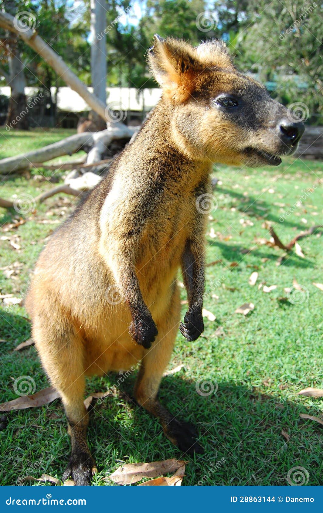 Wallaby in zoo stock photo. Image of grass, park, animal - 28863144
