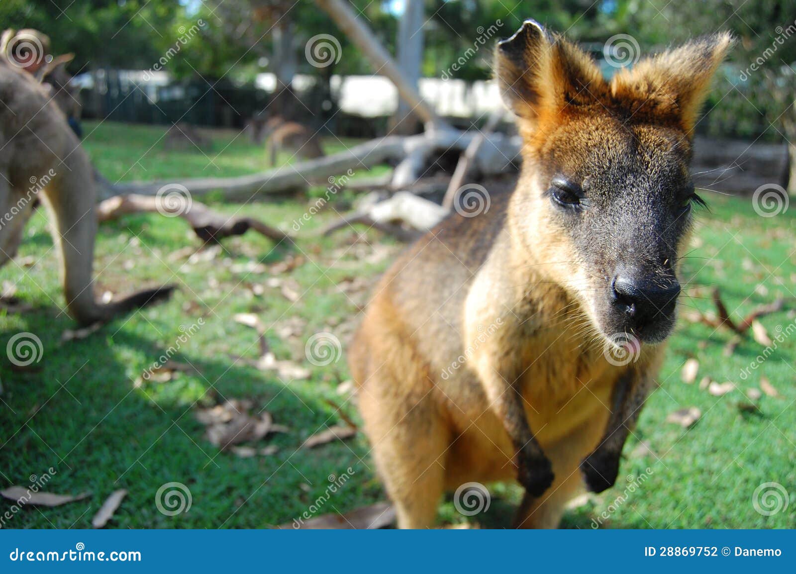 Wallaby in zoo stock photo. Image of park, mammal, kangaroo - 28869752