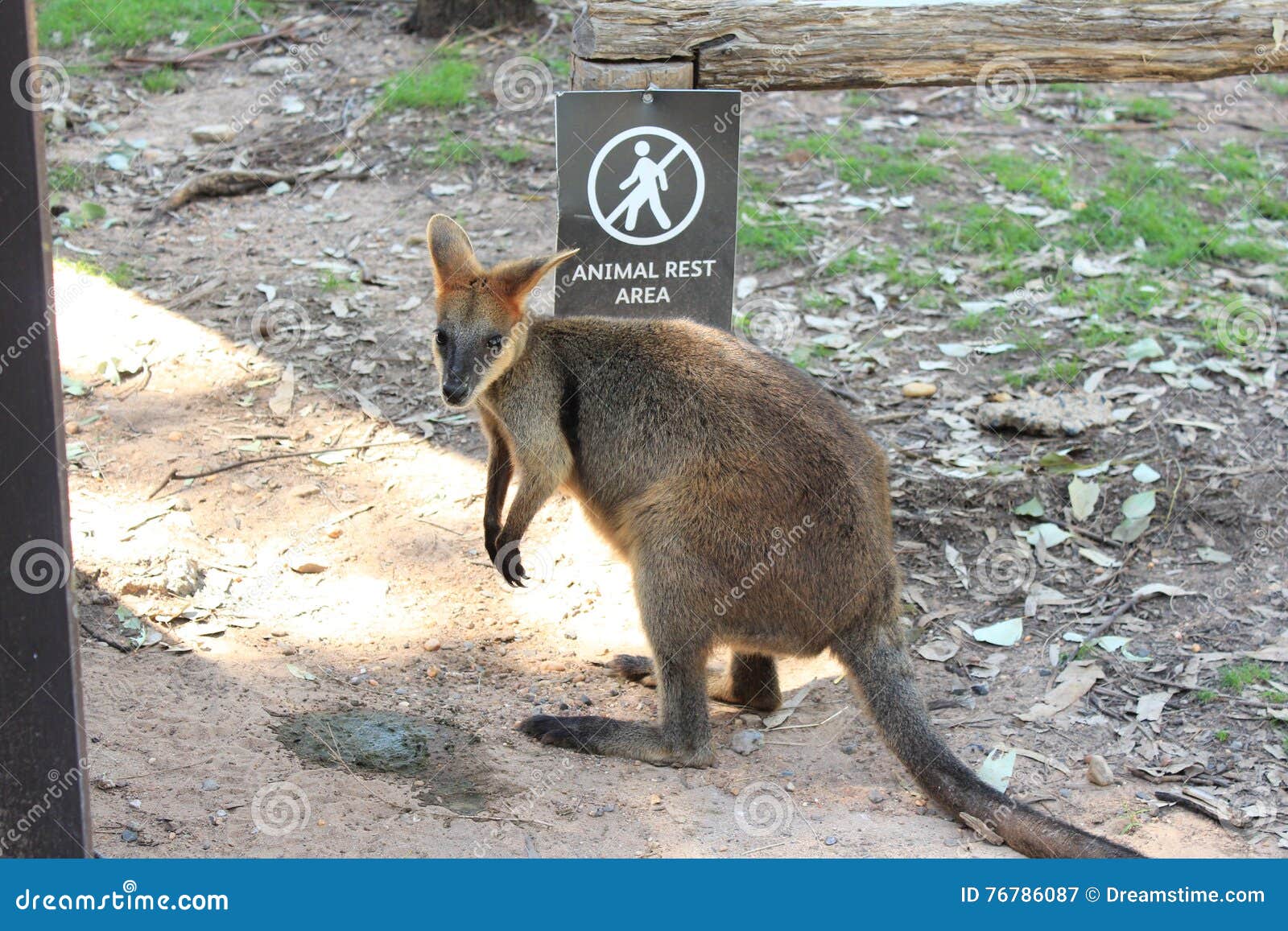 Wallaby in zoo stock image. Image of kangaroo, australia - 76786087