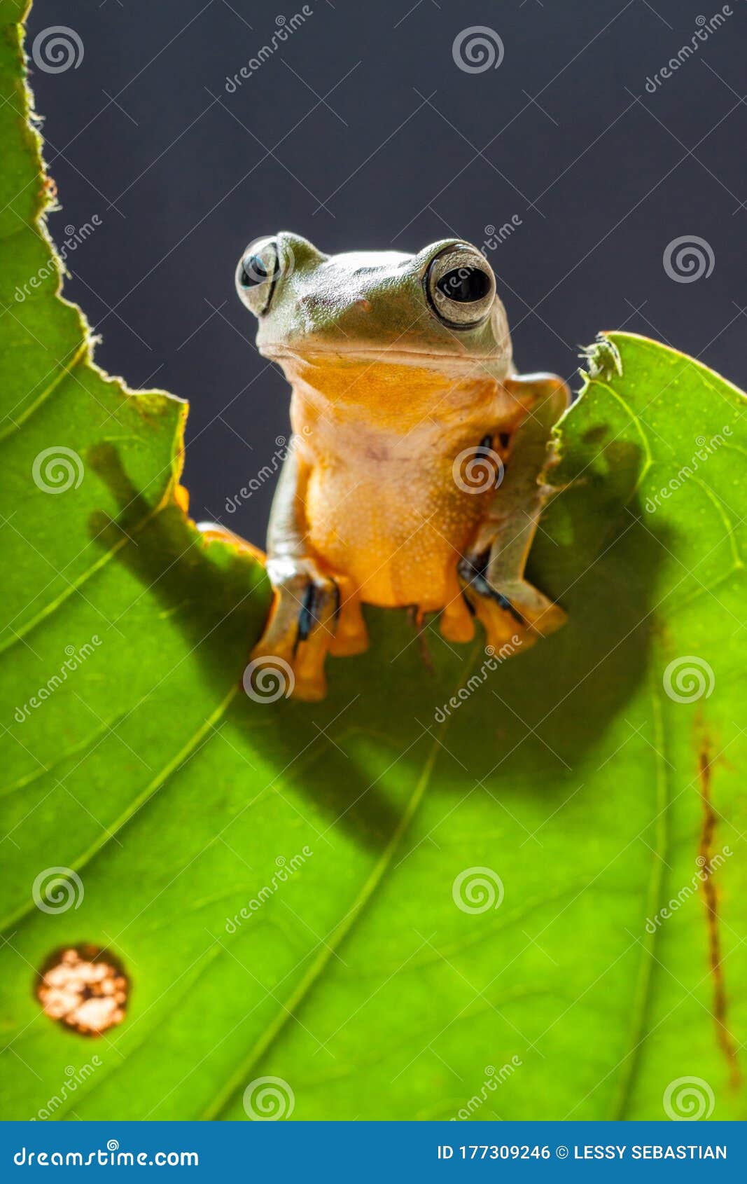 Wallace`s Flying Frog, Wallace`s Flying Frog On A Branch Royalty-Free ...