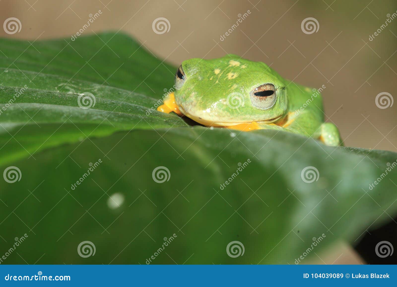 Wallace flying frog stock image. Image of asia, abah - 104039089