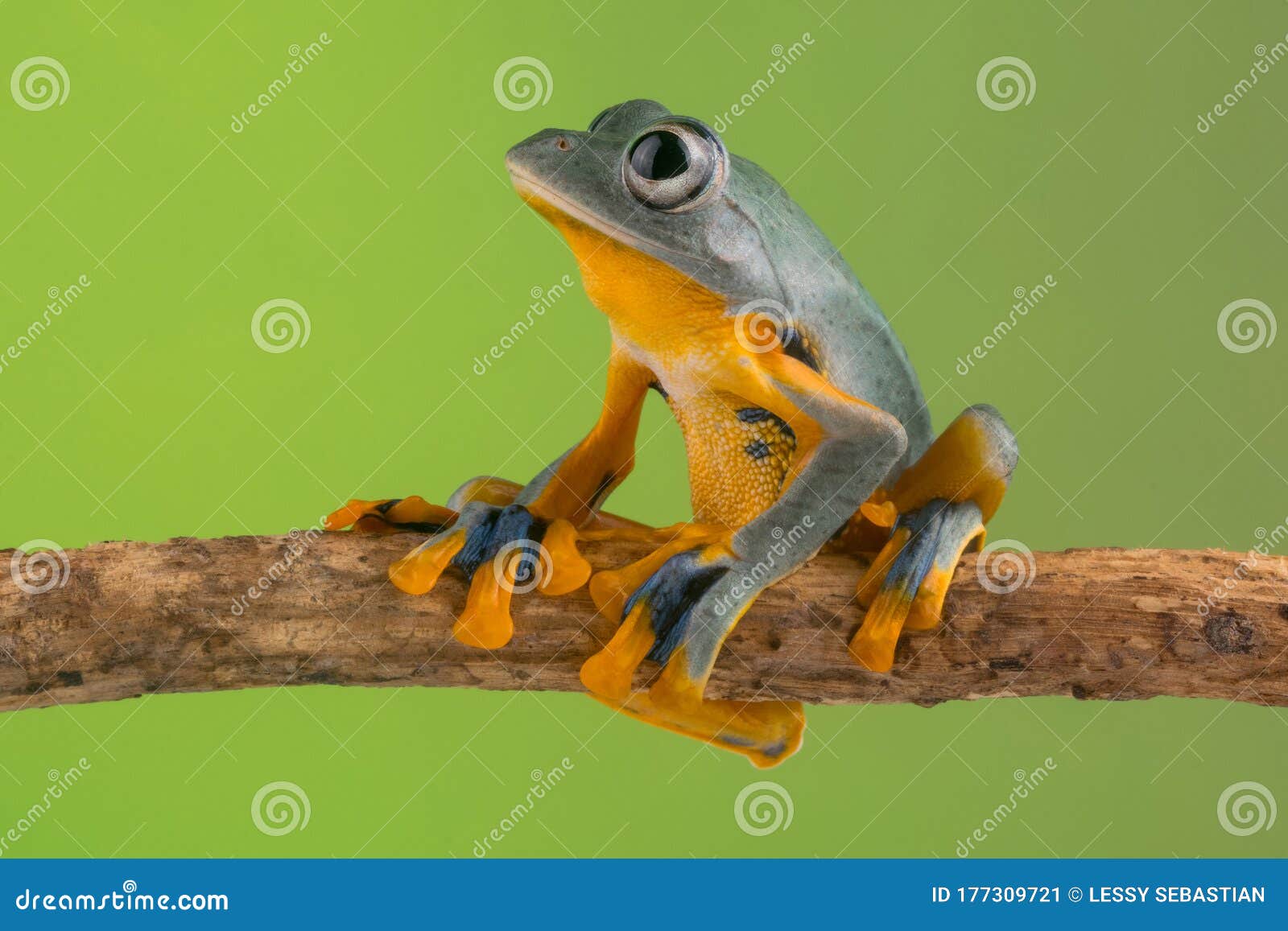 Wallace Flying Frog Standing at the Branch Stock Image - Image of ...