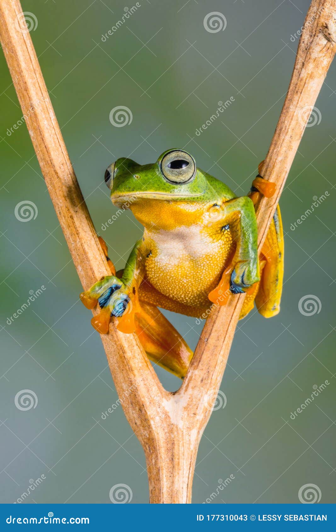 Wallace Flying Frog Standing at V Shape Branch Stock Image - Image of ...